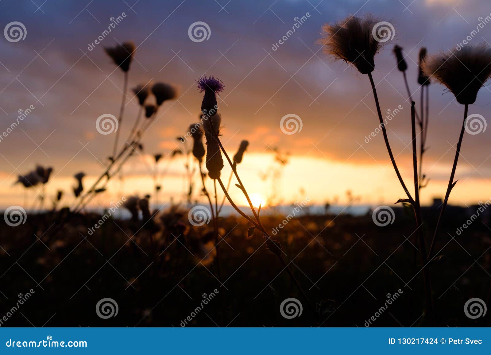 Dry Thistle in Fall during Sunset Stock Photo - Image of sunset ...