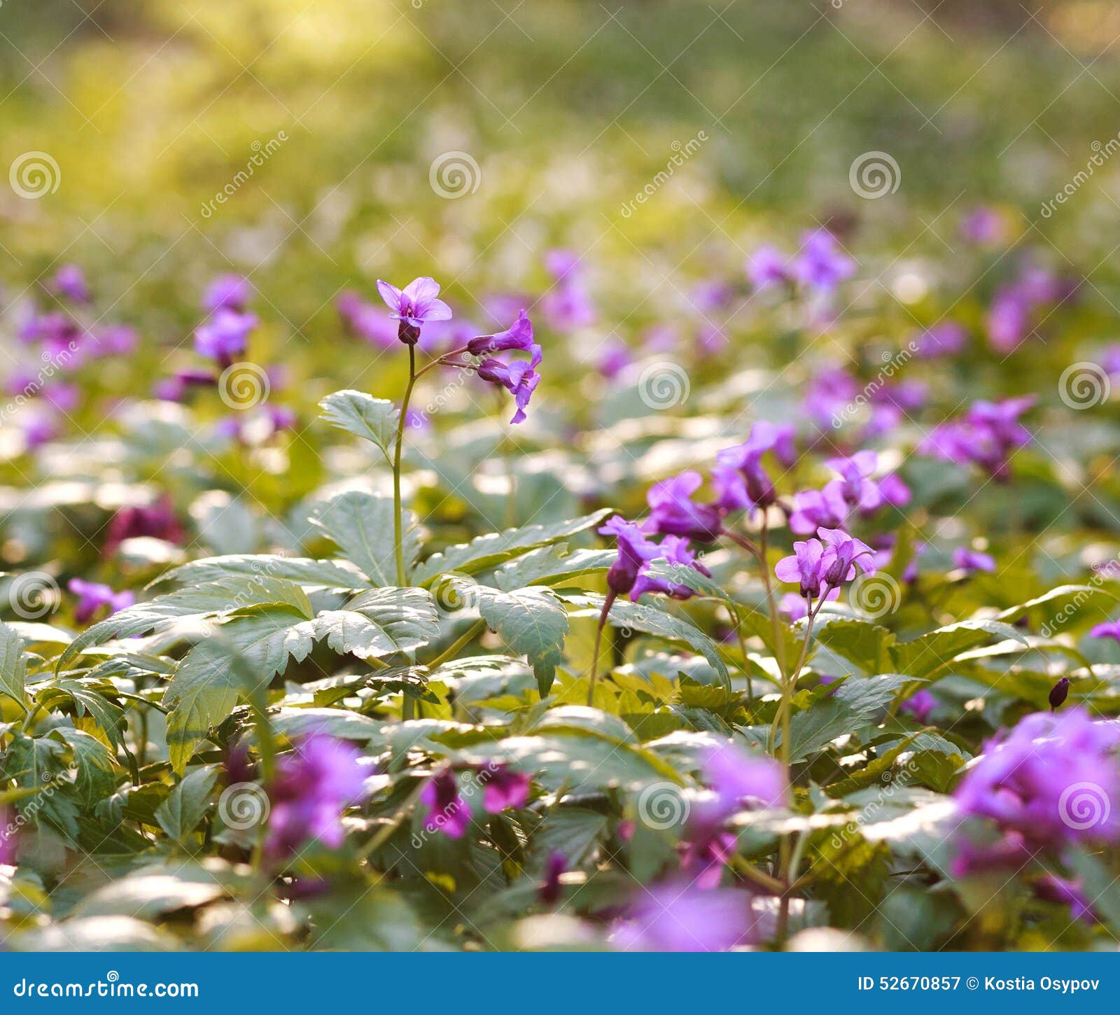 Closeup Wild Violet Flowering Meadows in Spring Forest Stock Image ...