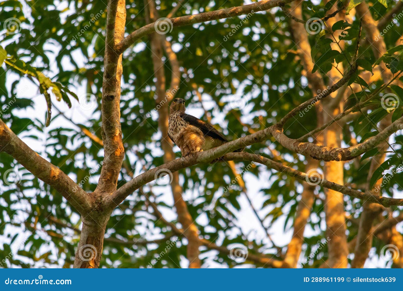 Closeup of a Wild Wallace S Hawk-eagle Stock Image - Image of prey ...
