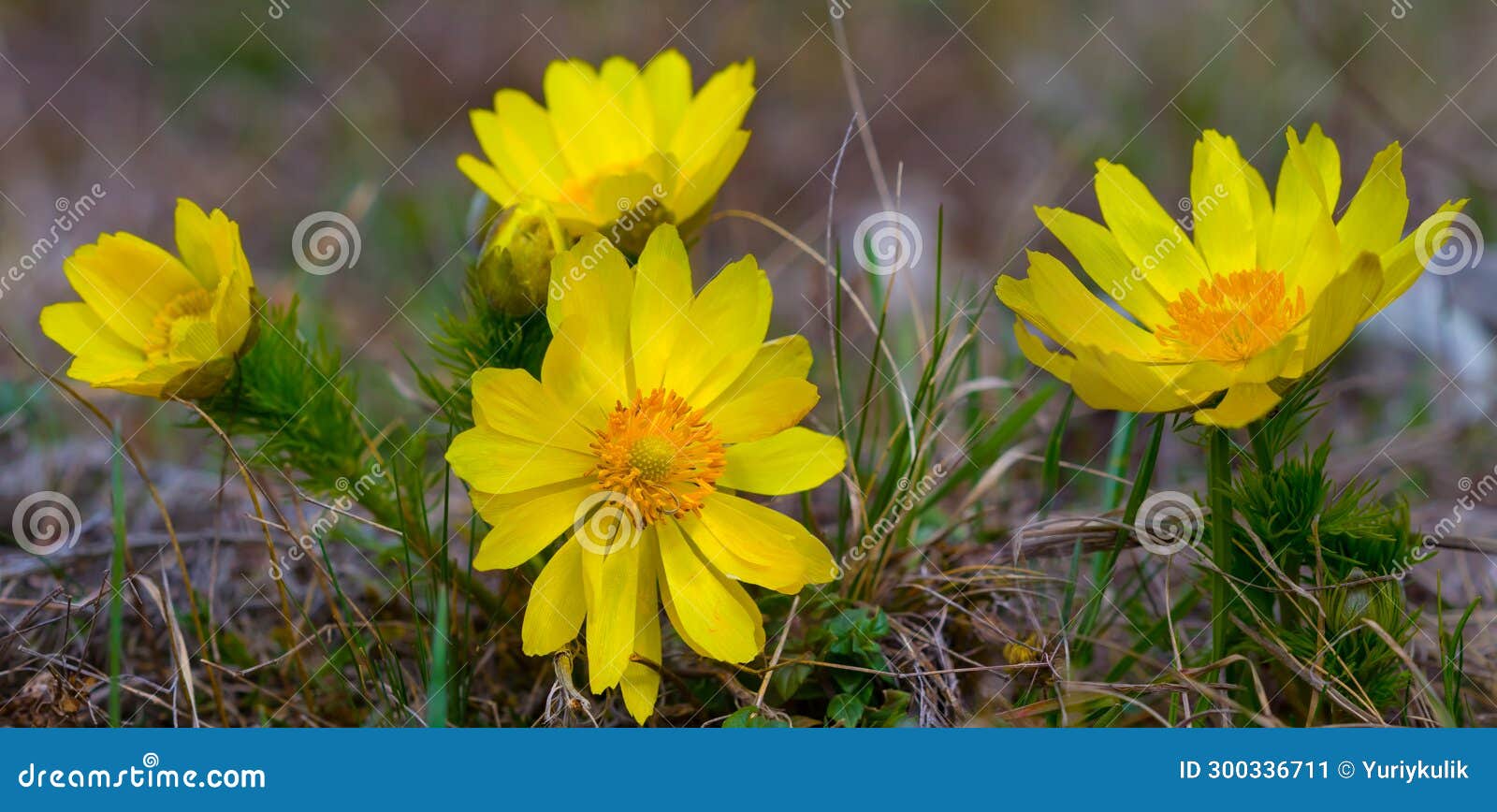 Wild Yellow Adonis Flowers in Grass Stock Image - Image of botany ...