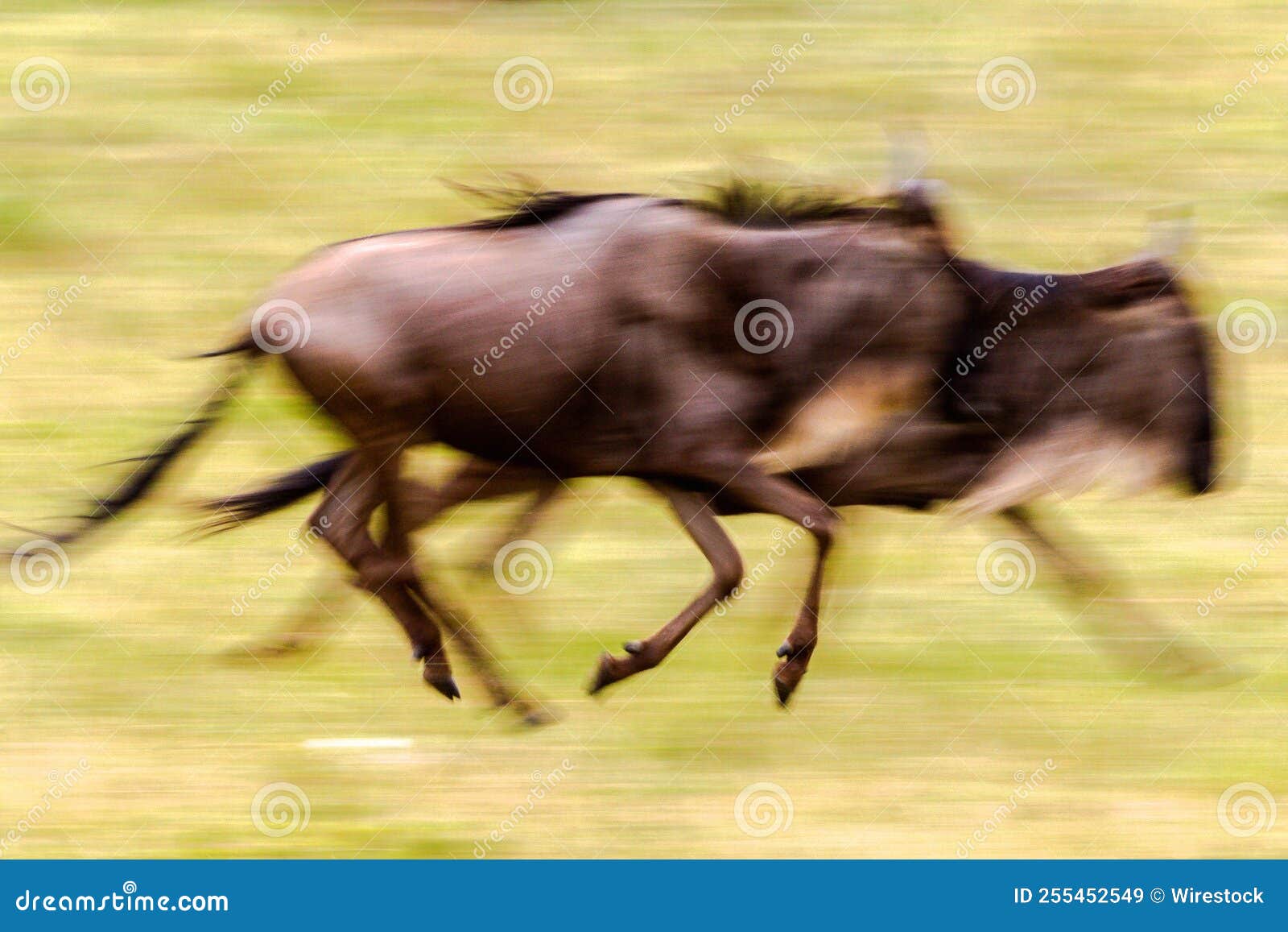 Closeup of Wildebeests Running in the Wild Stock Image - Image of ...