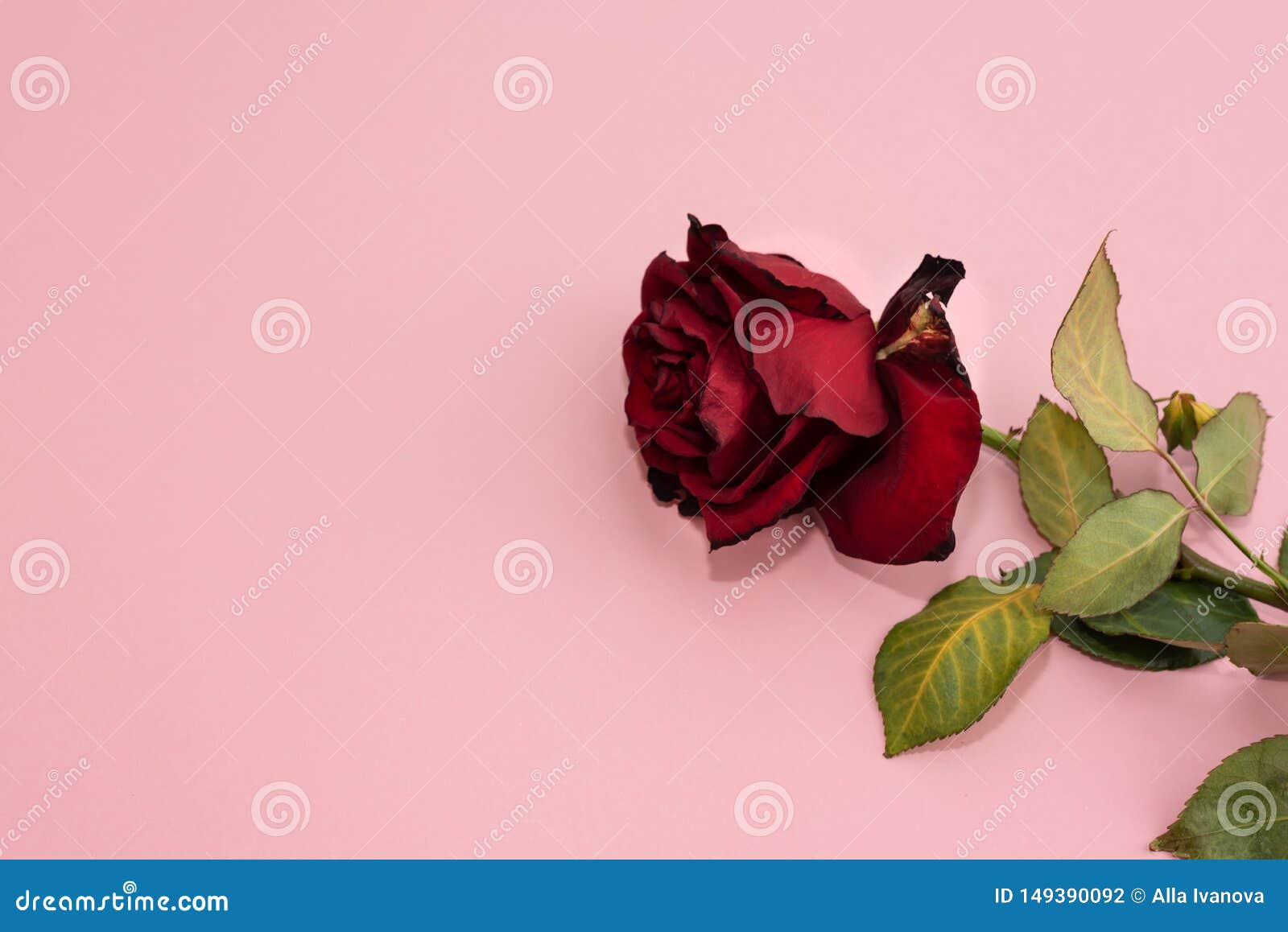 Closeup of Withered and Dried Red Rose on Pink. Design Concept Stock ...