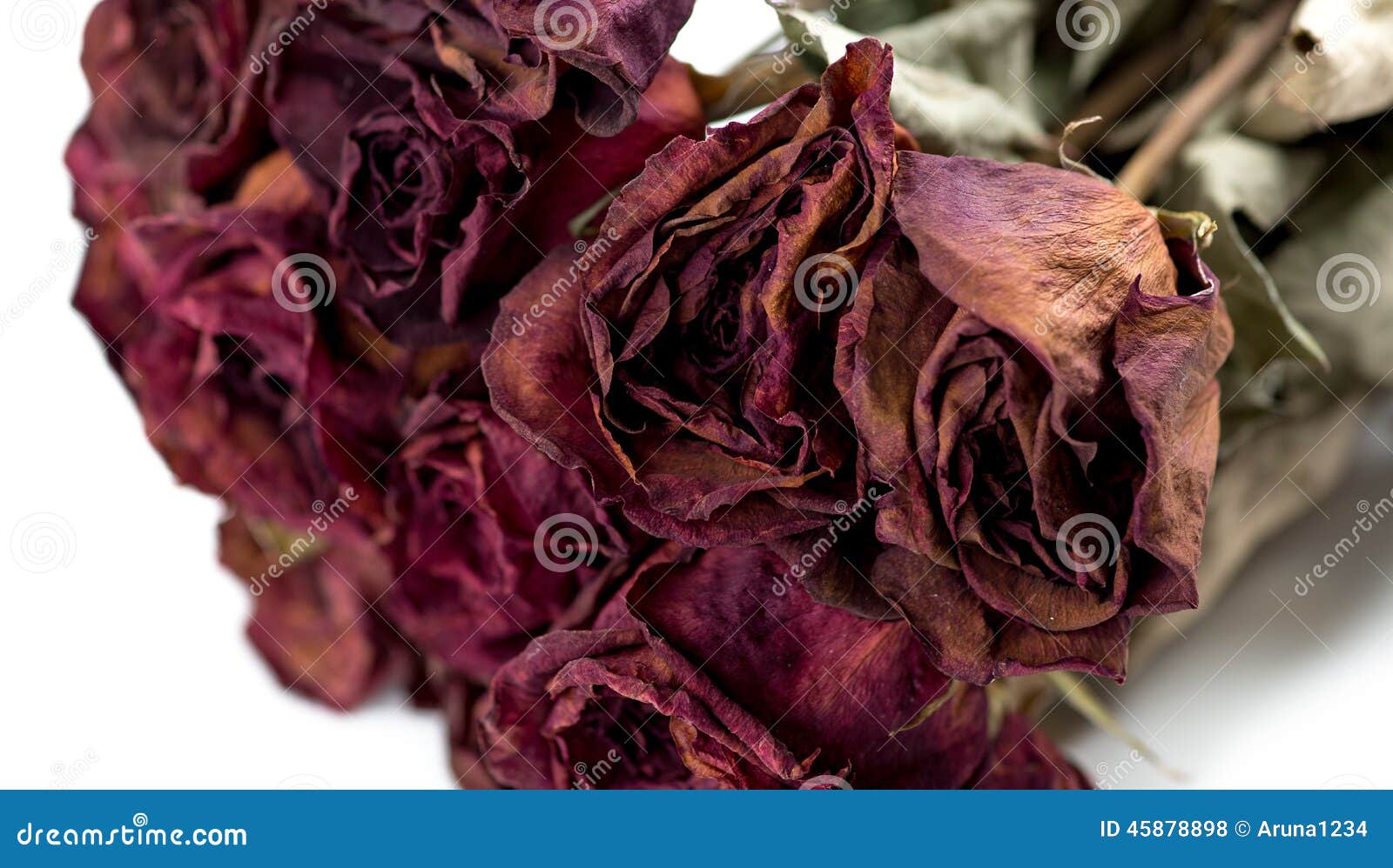 Closeup of withered roses stock photo. Image of funeral - 45878898