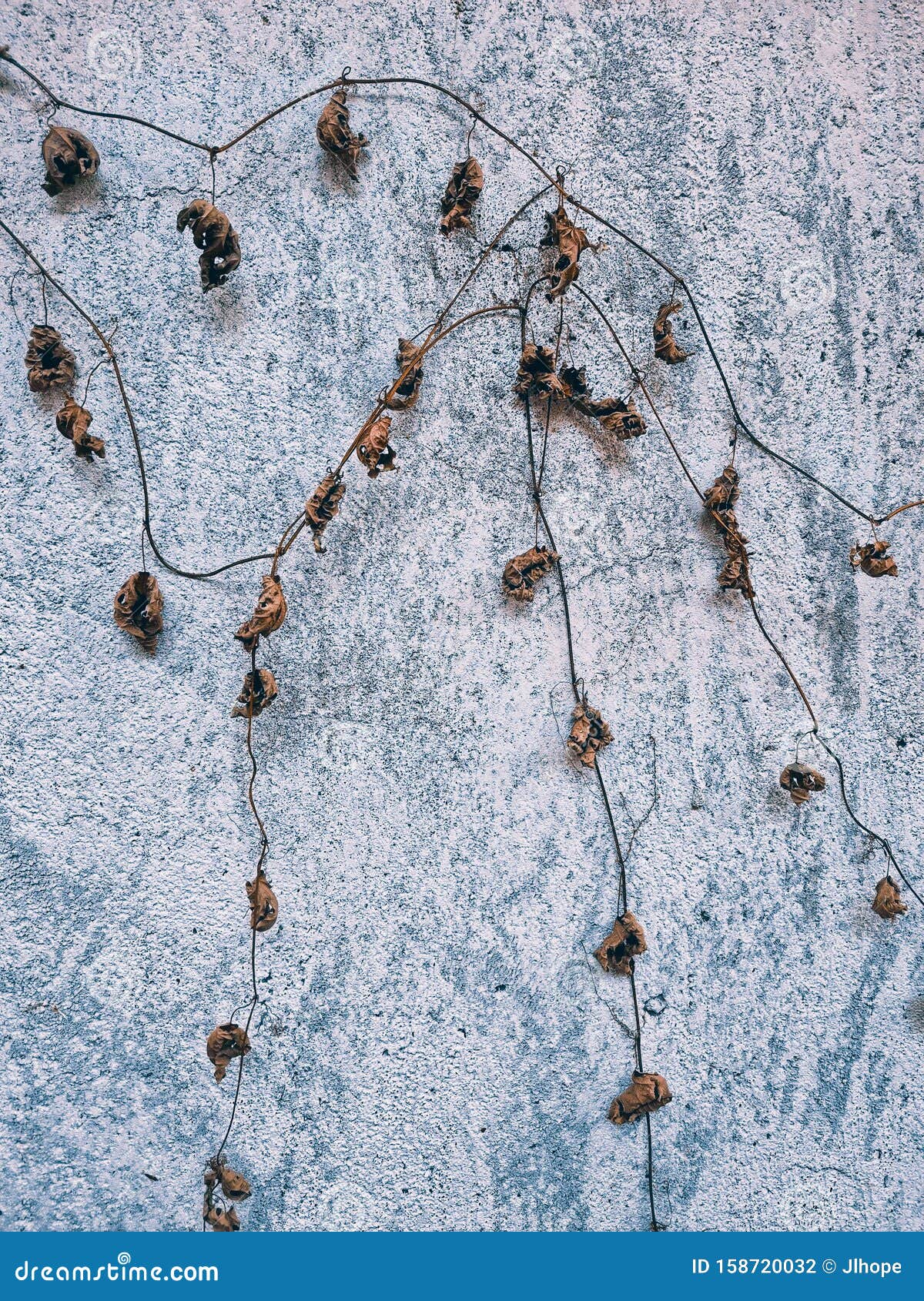 Closeup of Withered Vines Against Wall Stock Photo - Image of wall ...