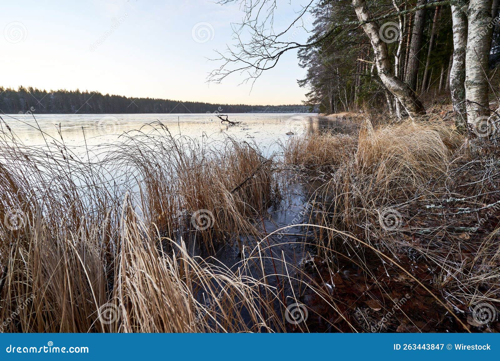 Closeup of Withering Tall Grass on the Side of a River during Winter ...