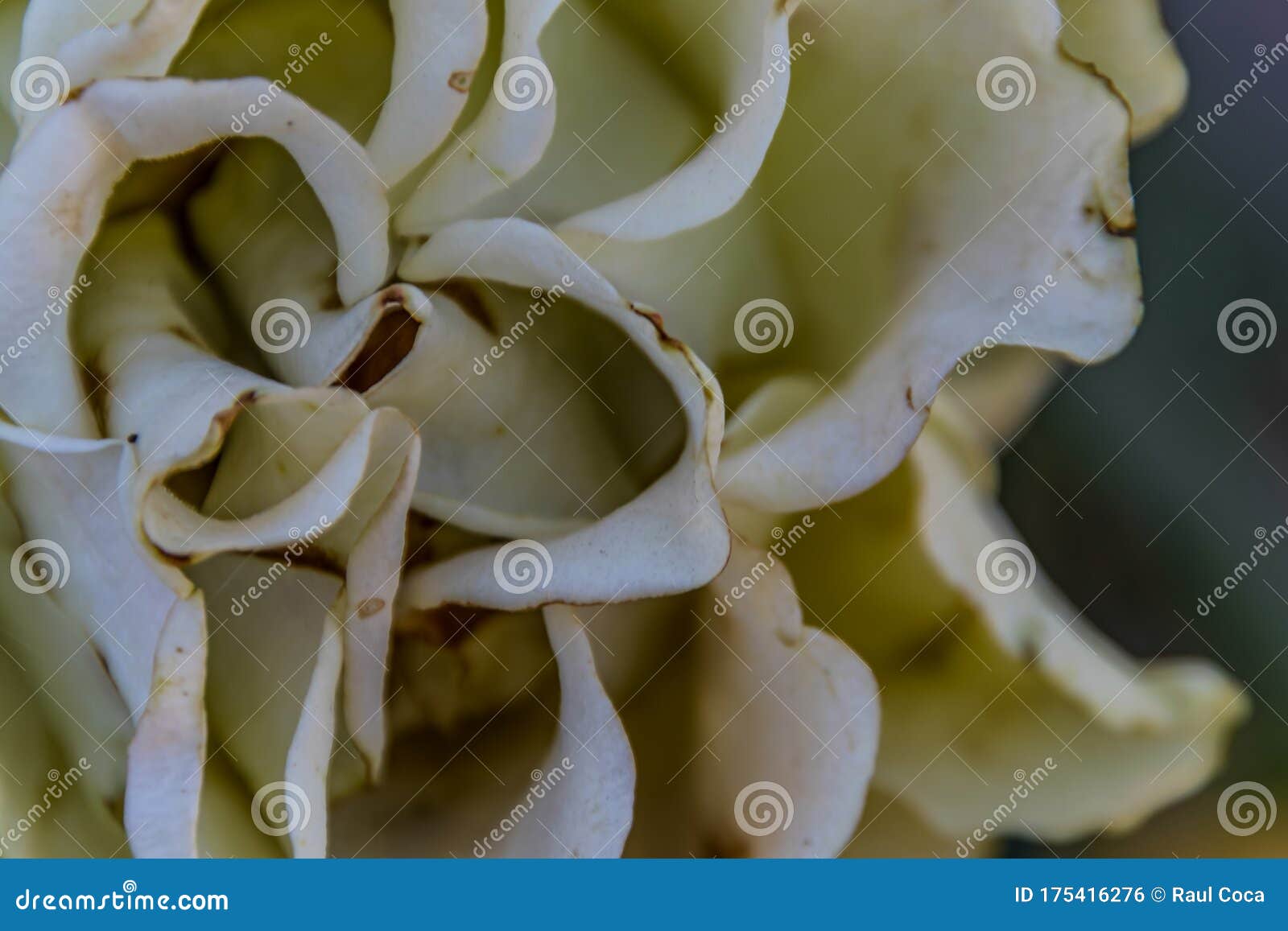 Closeup of a Withering White Rose Stock Photo - Image of beautiful ...