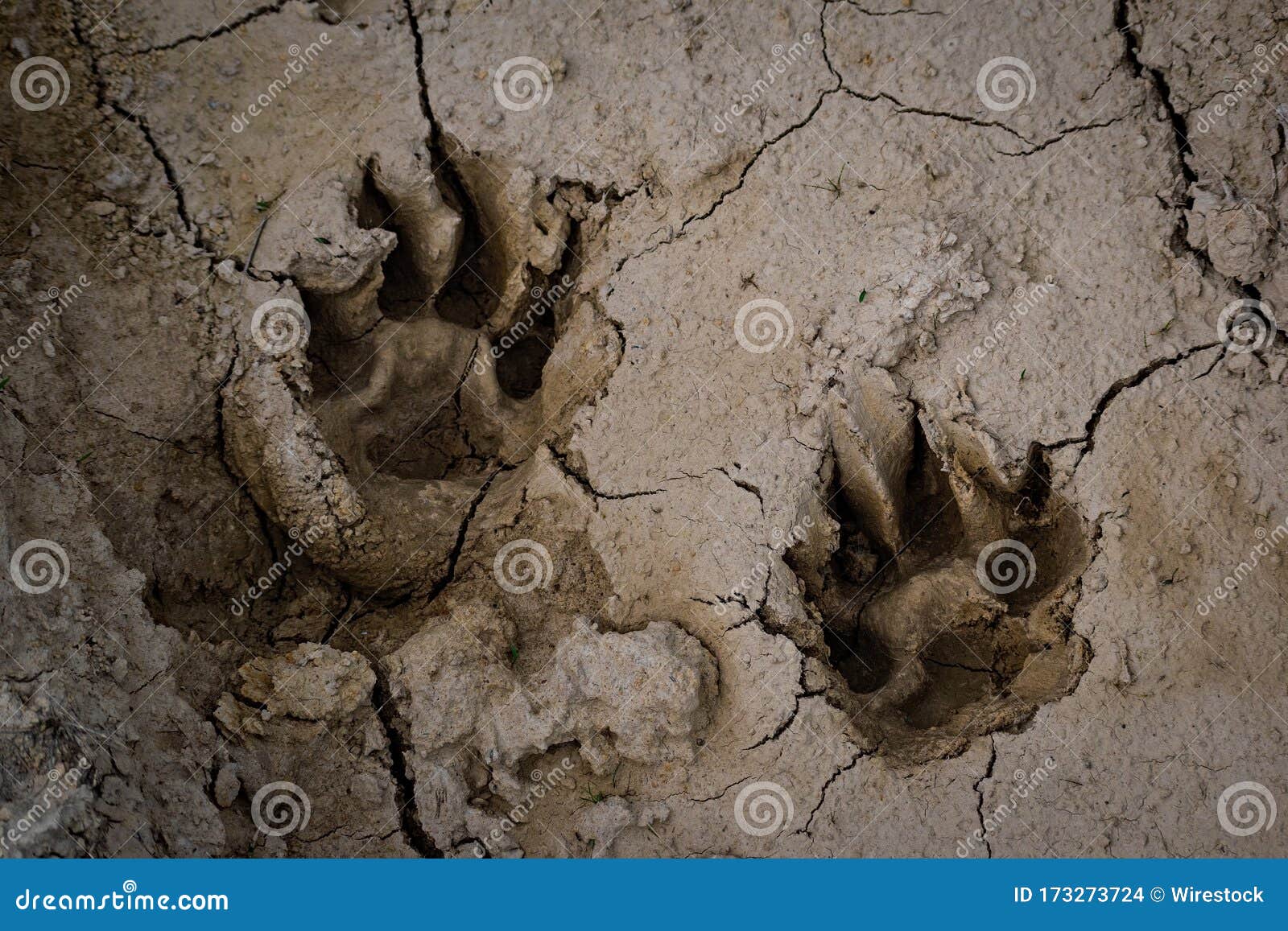 Closeup of the Wolf Paw Prints on the Ground Under the Lights Stock ...