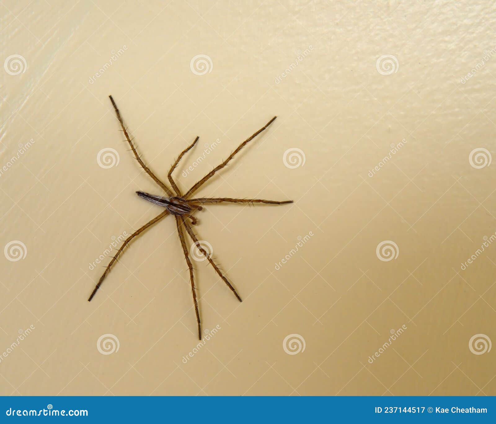 Closeup of Wolf Spider, Missing a Leg Stock Image - Image of copyspace ...
