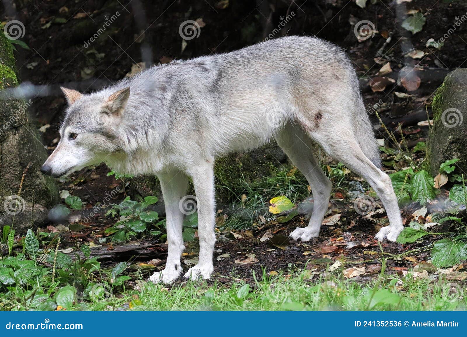 Closeup Of Wound On Patient Leg And Bleeding Due To Infection And ...
