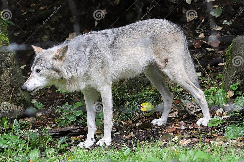 Closeup of a Wolf with a Wound on Its Leg Stock Photo - Image of gray ...