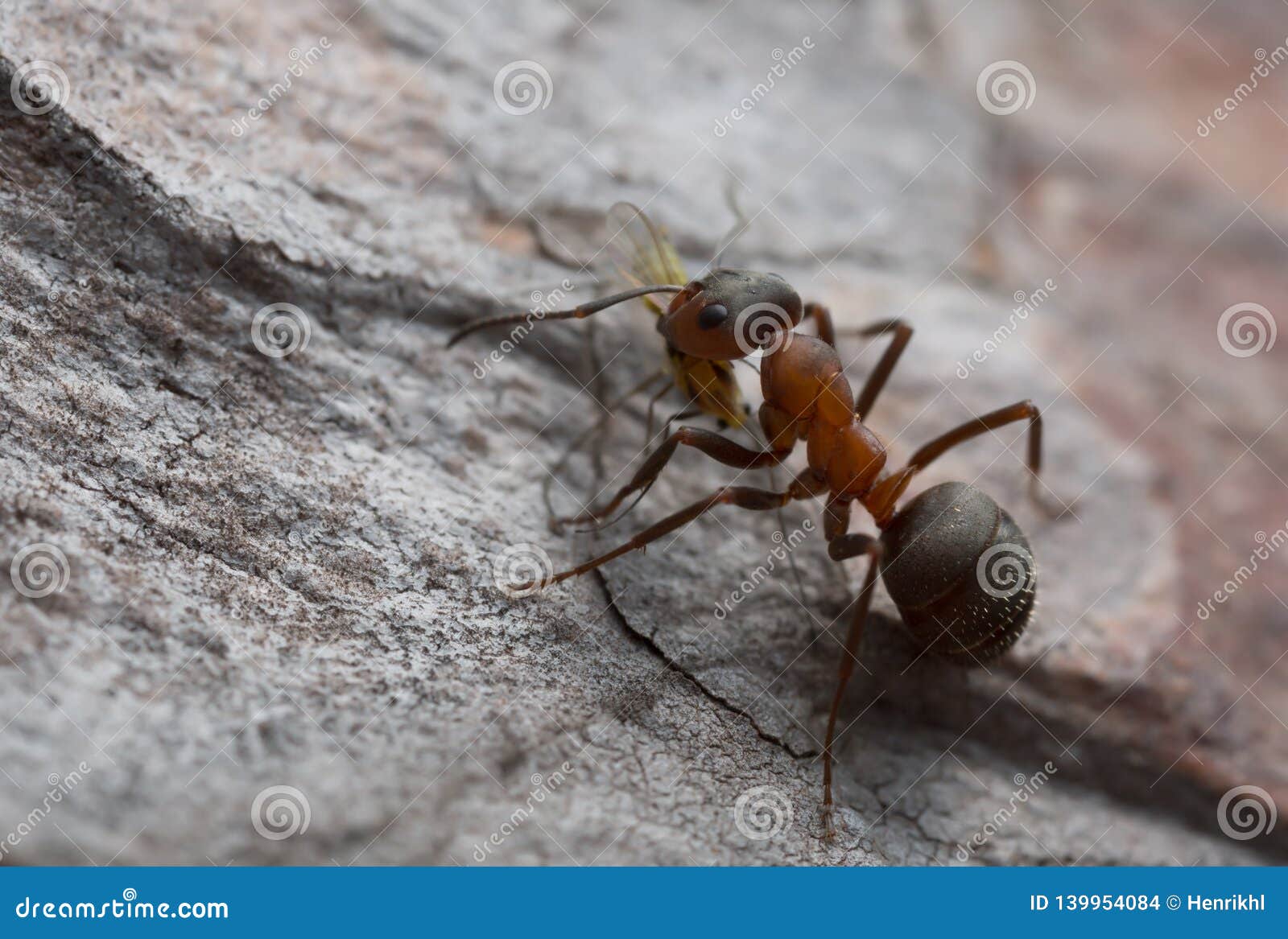 Wood Ant, Formica with Caught Aphid Stock Photo - Image of closeup ...