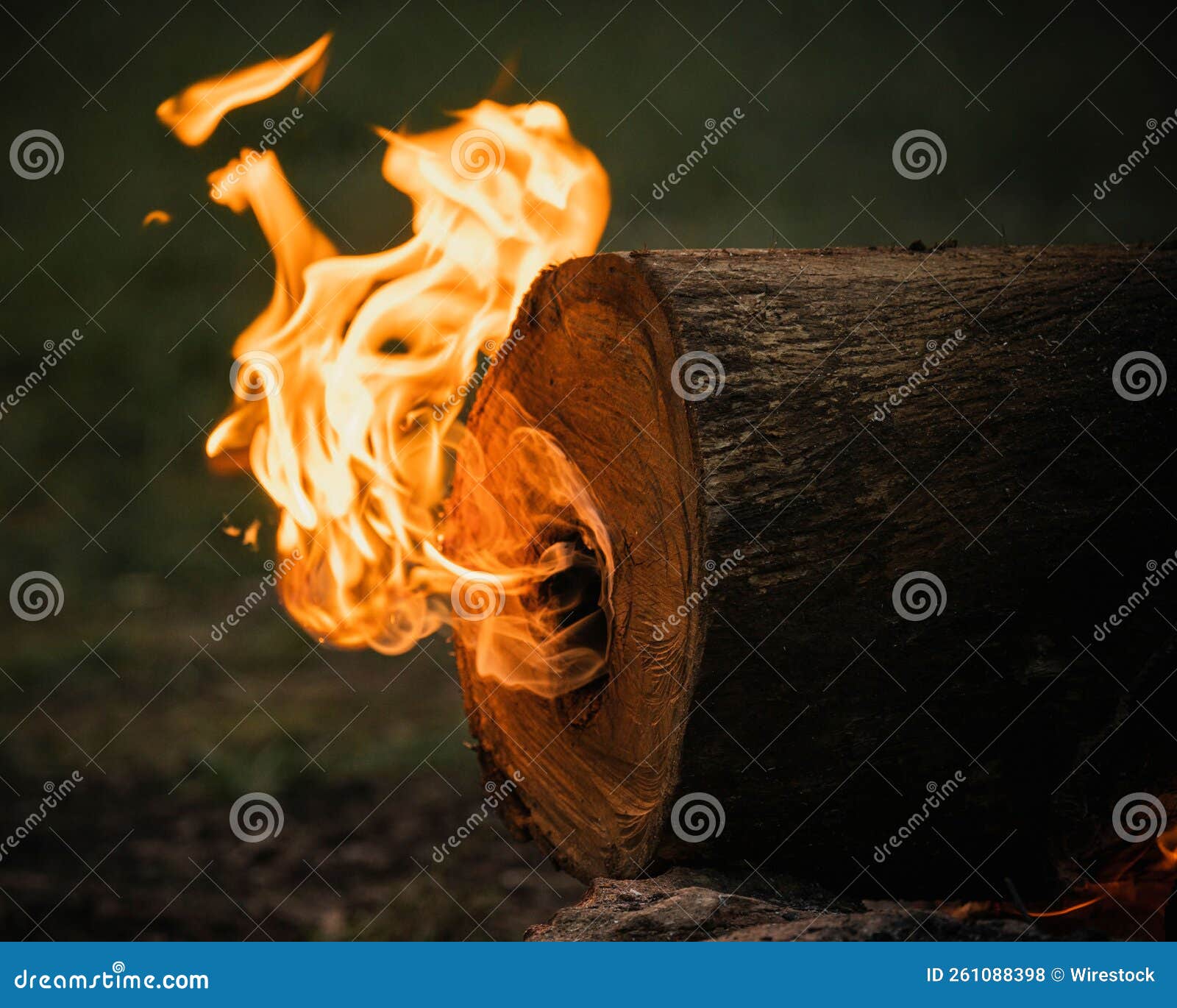 Closeup of a Wood Log Burning in the Forest Stock Photo - Image of ...