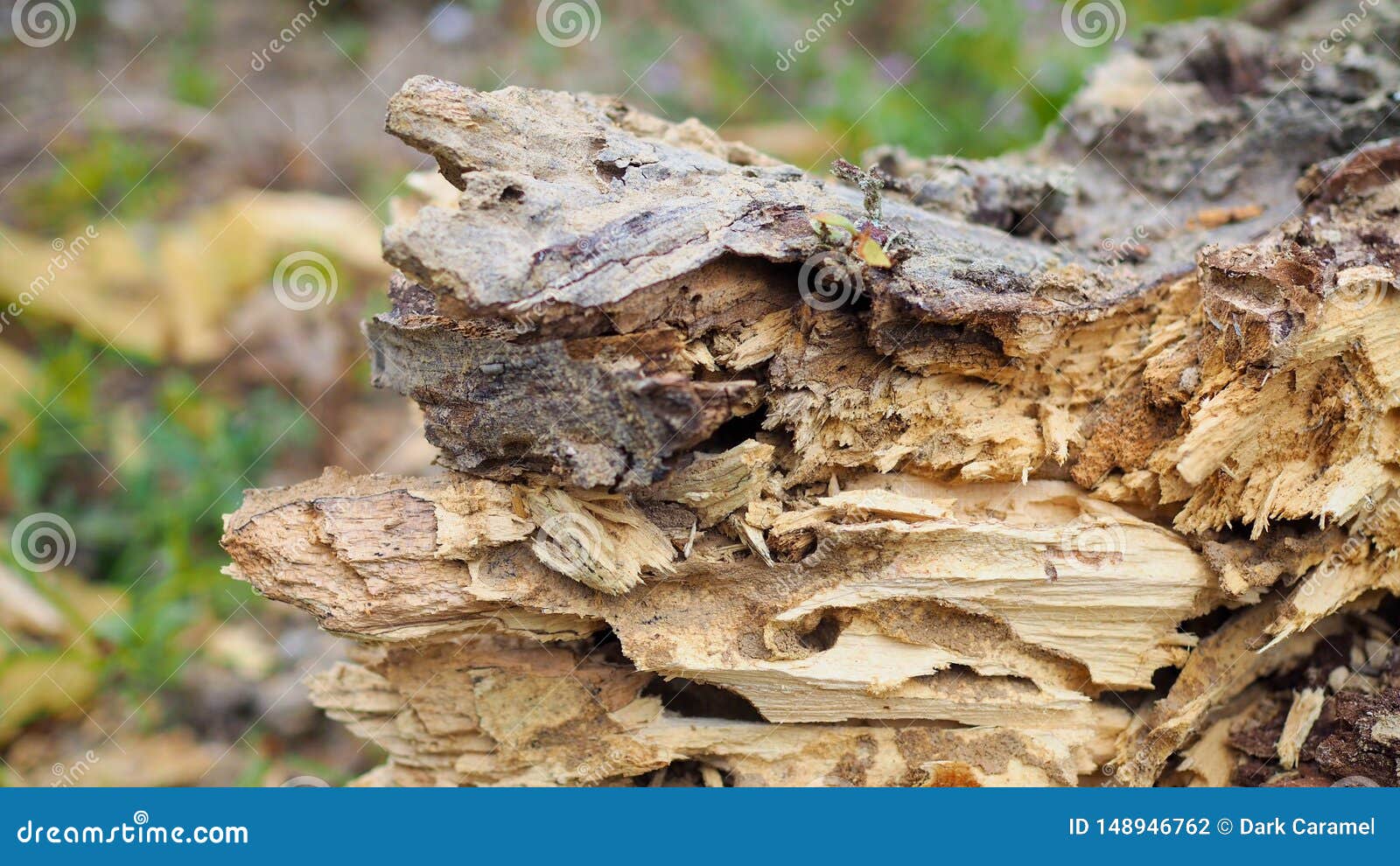 Closeup of Wood Logs Texture As a Background, Bark Tree Texture ...
