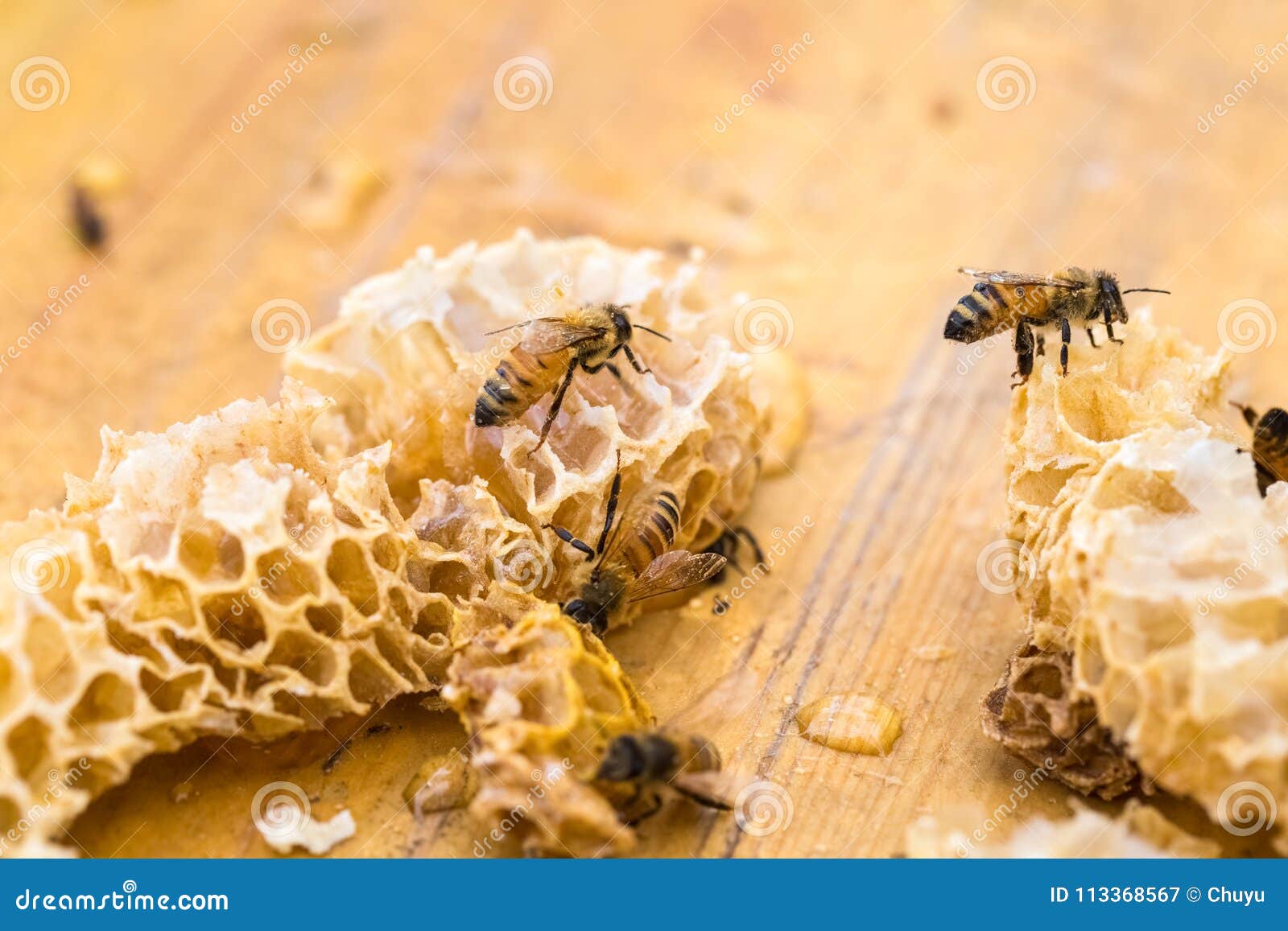 Worker Bees In A Hive Of Activity Royalty-Free Stock Image ...
