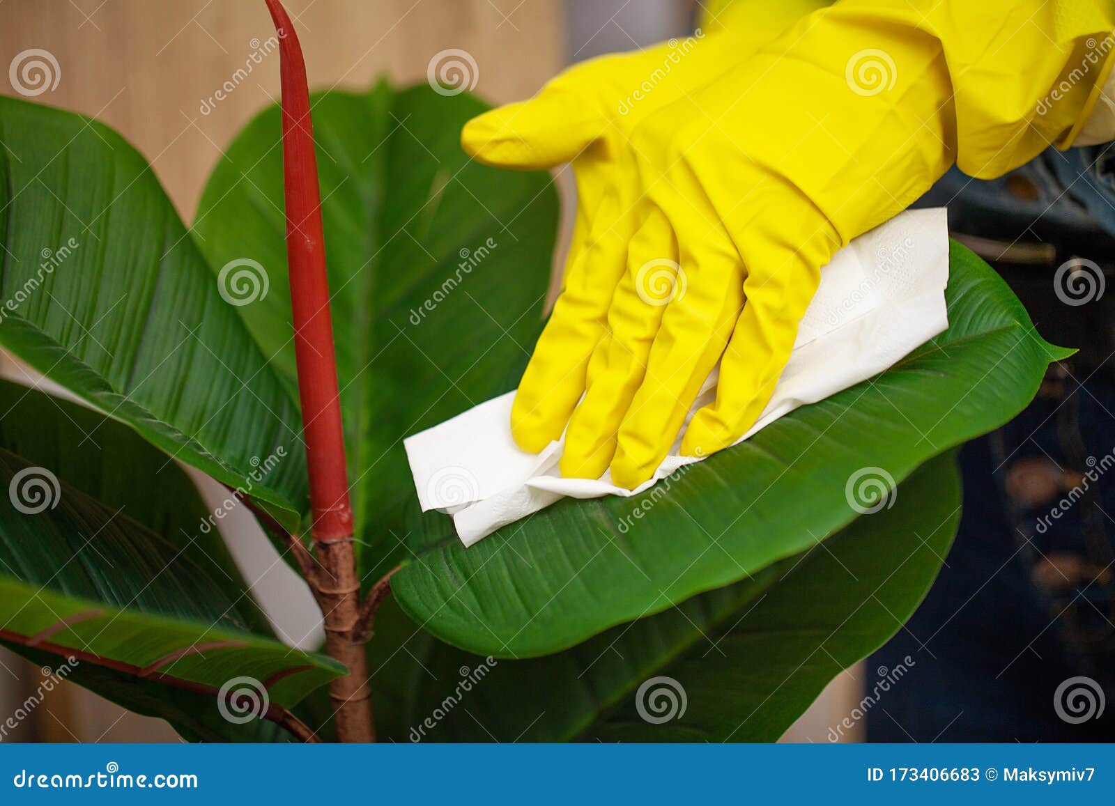 Closeup of Worker Hand Wiping Dust in Office Stock Image - Image of ...