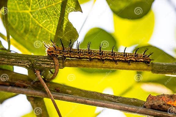Closeup of a Worm with Spikes Stock Photo - Image of invertebrate, leaf ...