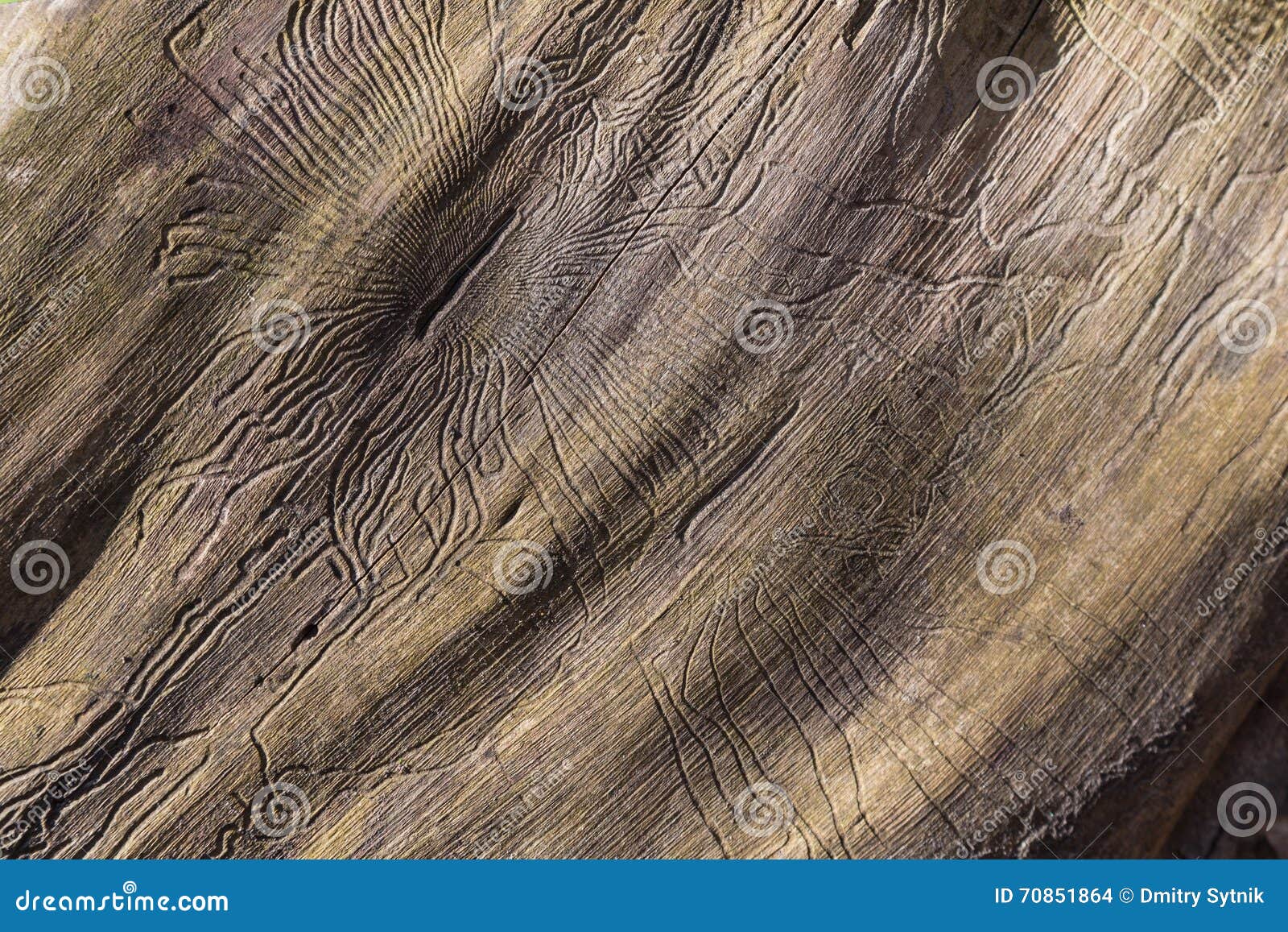 Closeup wormhole in wooden stock photo. Image of trunk - 70851864