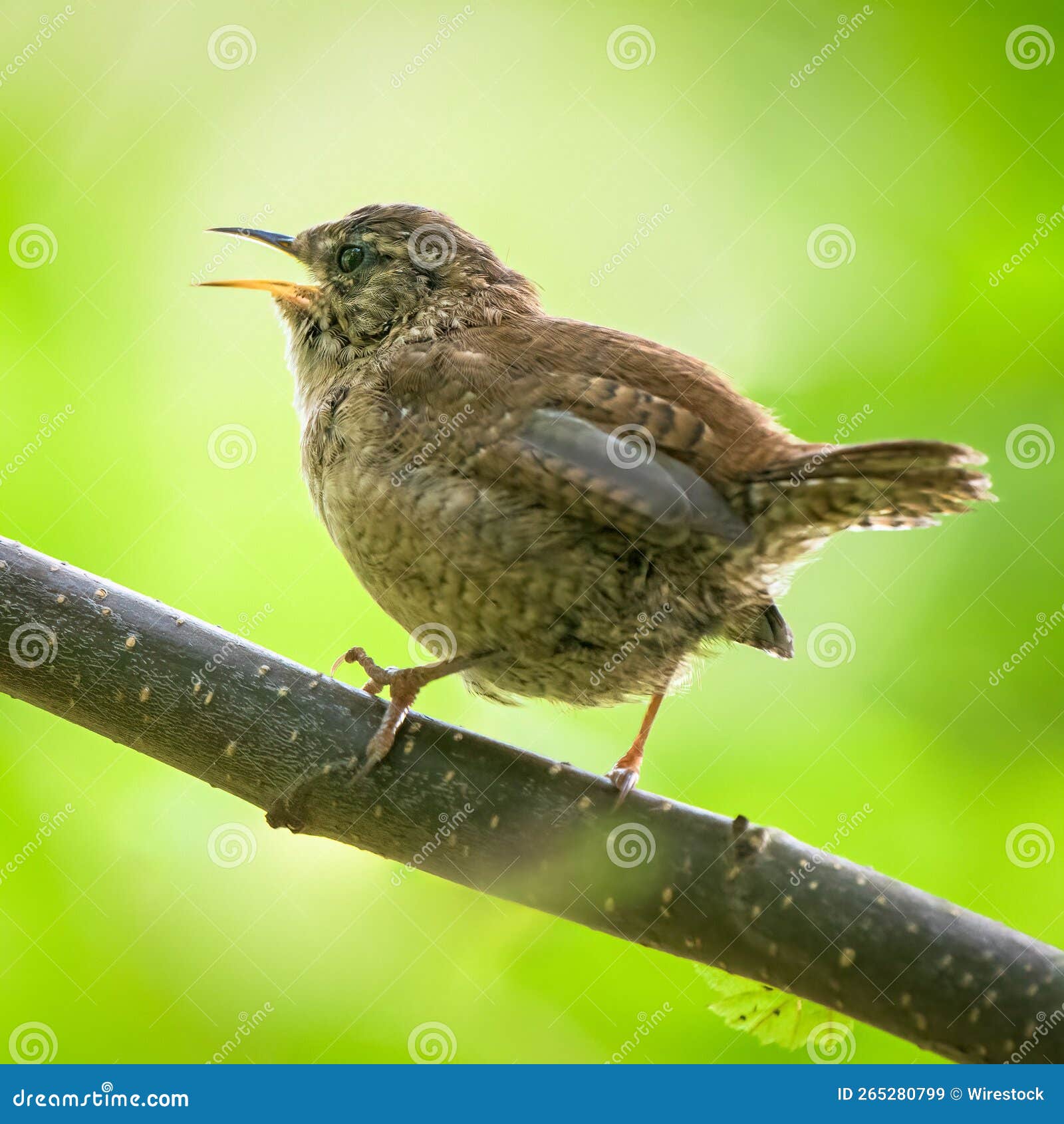Closeup of a Wren Bird Singing on a Branch Stock Image - Image of ...