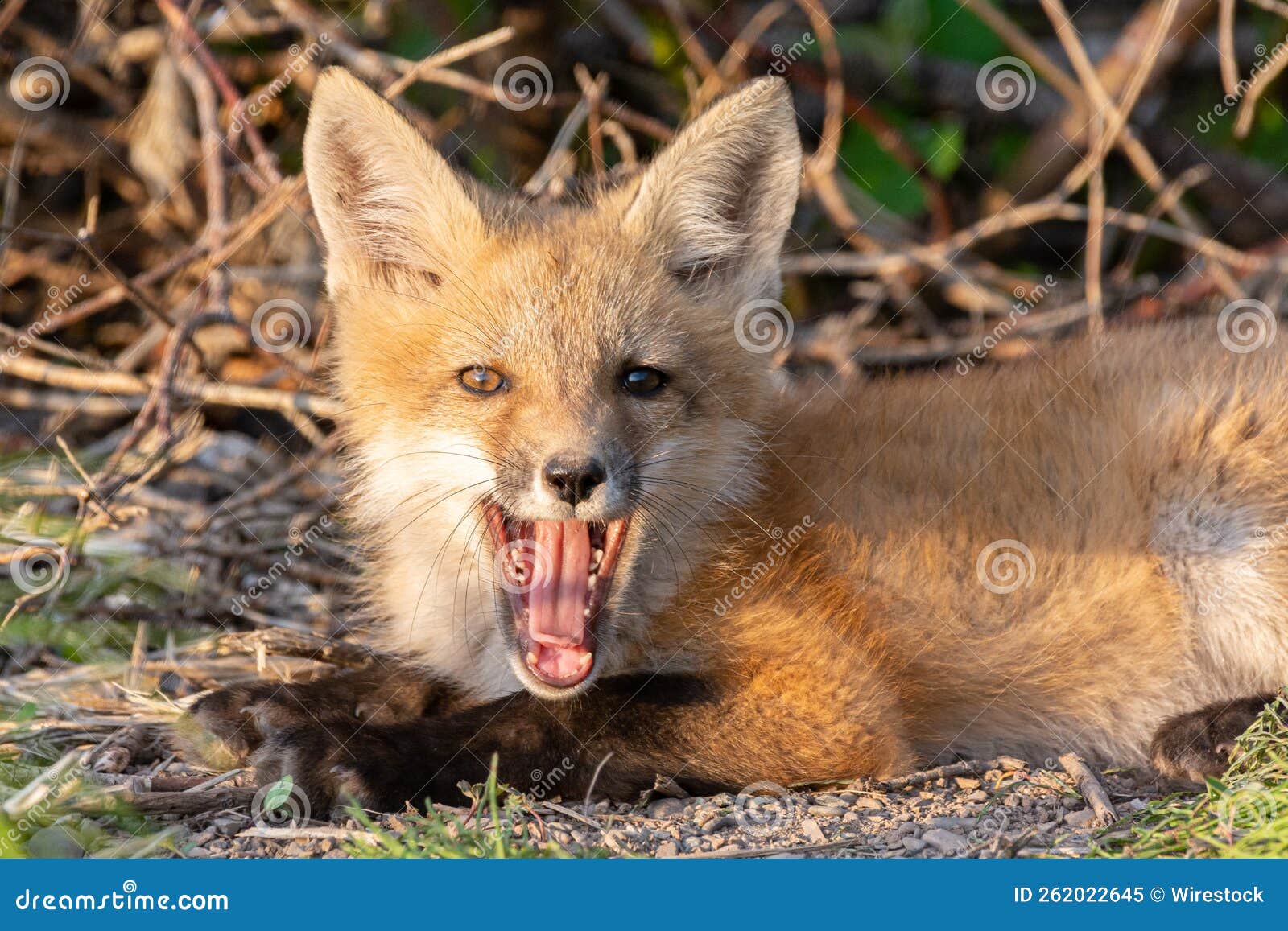 Closeup of the Yawning Red Fox in the Forest. Stock Image - Image of ...