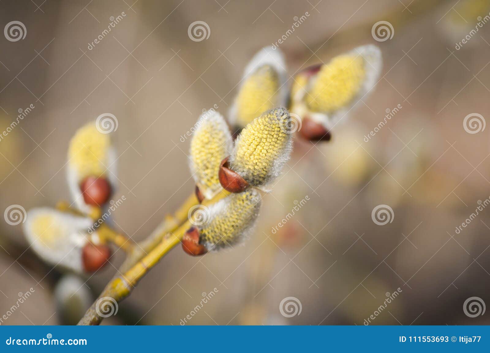 Closeup of Yellow Blossoms of Weeping Purple Willow in Sunlight Stock ...