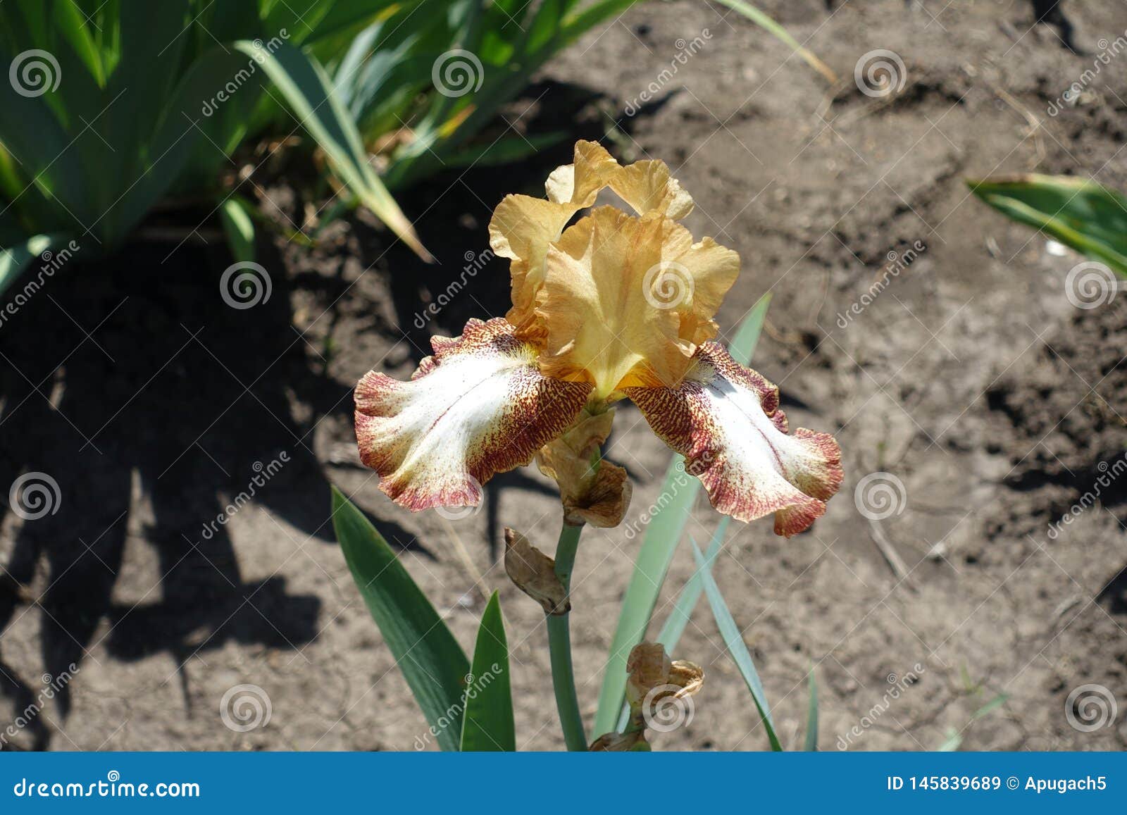 Closeup of Yellow and Brown Flower of Iris Stock Image - Image of ...