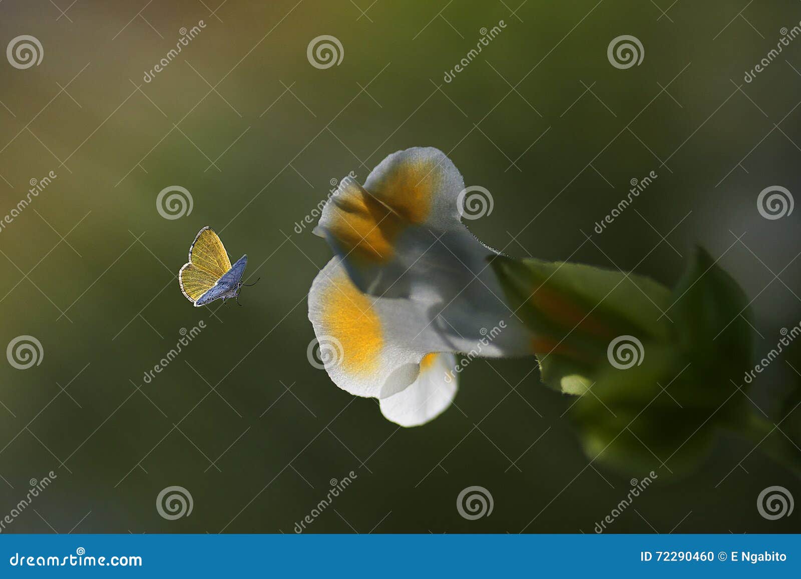 Closeup Yellow Butterfly Flying Stock Photo - Image of black, fauna ... Closeup Yellow Butterfly Flying Stock Photo - Image of black, fauna ...