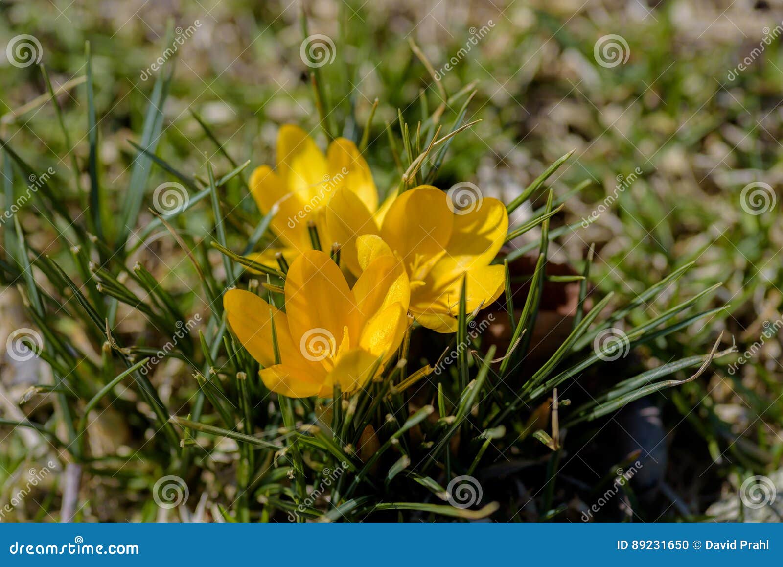Closeup of Yellow Crocus Flower in Grass in Early Spring Stock Photo ...