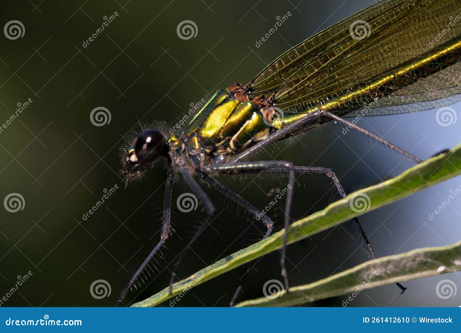 Closeup of a Yellow Damselfly on a Green Leaf (Zygoptera) Stock Photo ...