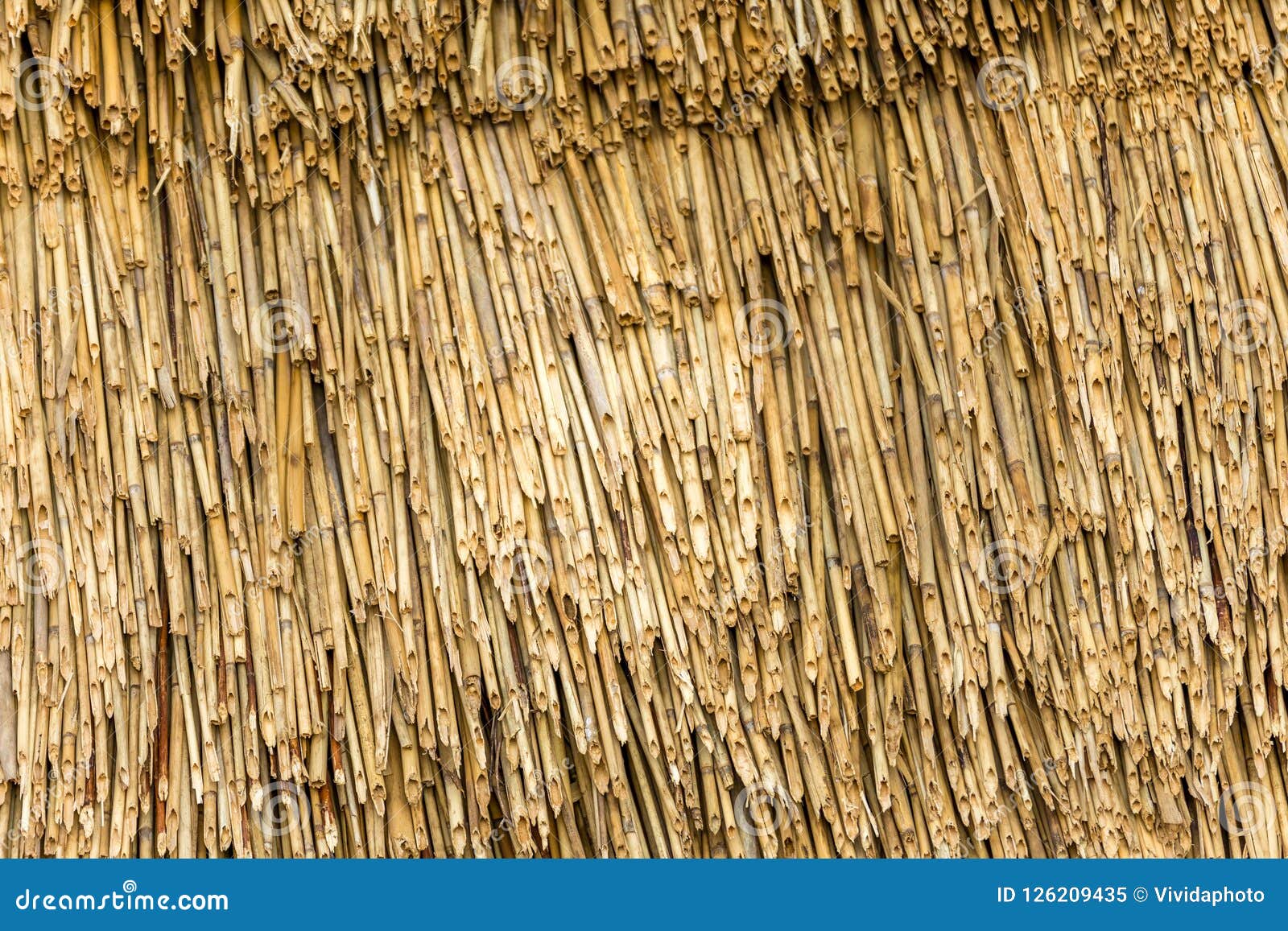 Marsh herbs background stock image. Image of reeds, closeup - 126209435