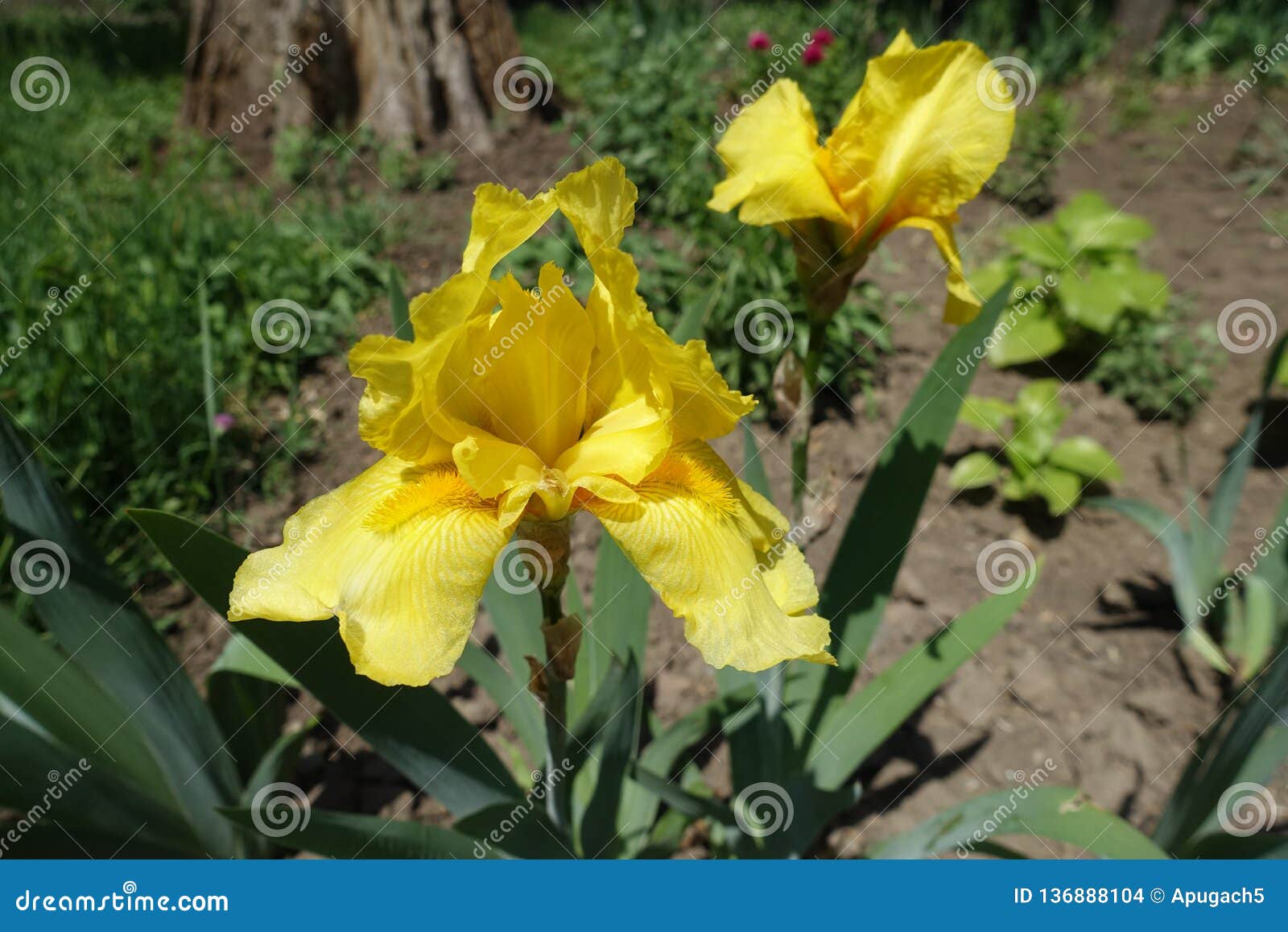 Closeup of Yellow Flower of German Bearded Iris Stock Photo - Image of ...
