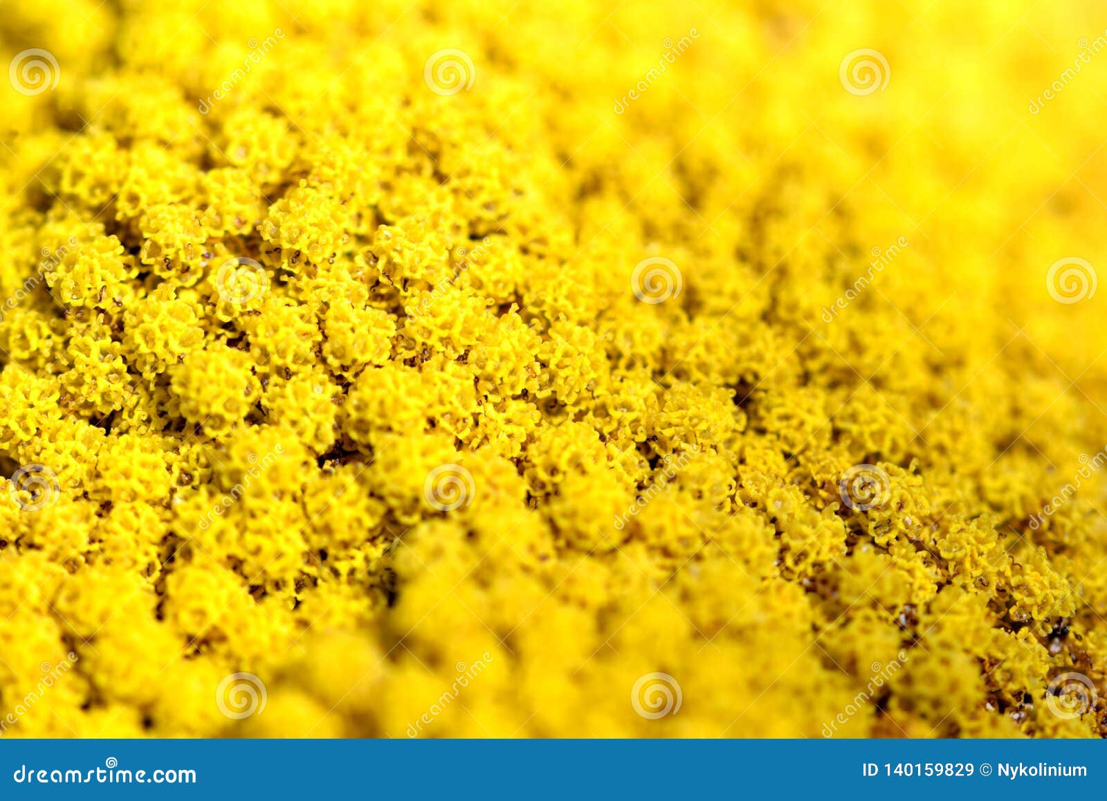 Closeup of a yellow flower stock image. Image of golden - 140159829