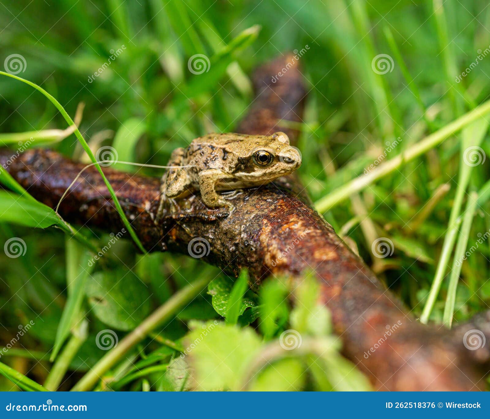 Closeup of a Yellow Frog on a Stick Amid Grass Stock Photo - Image of ...