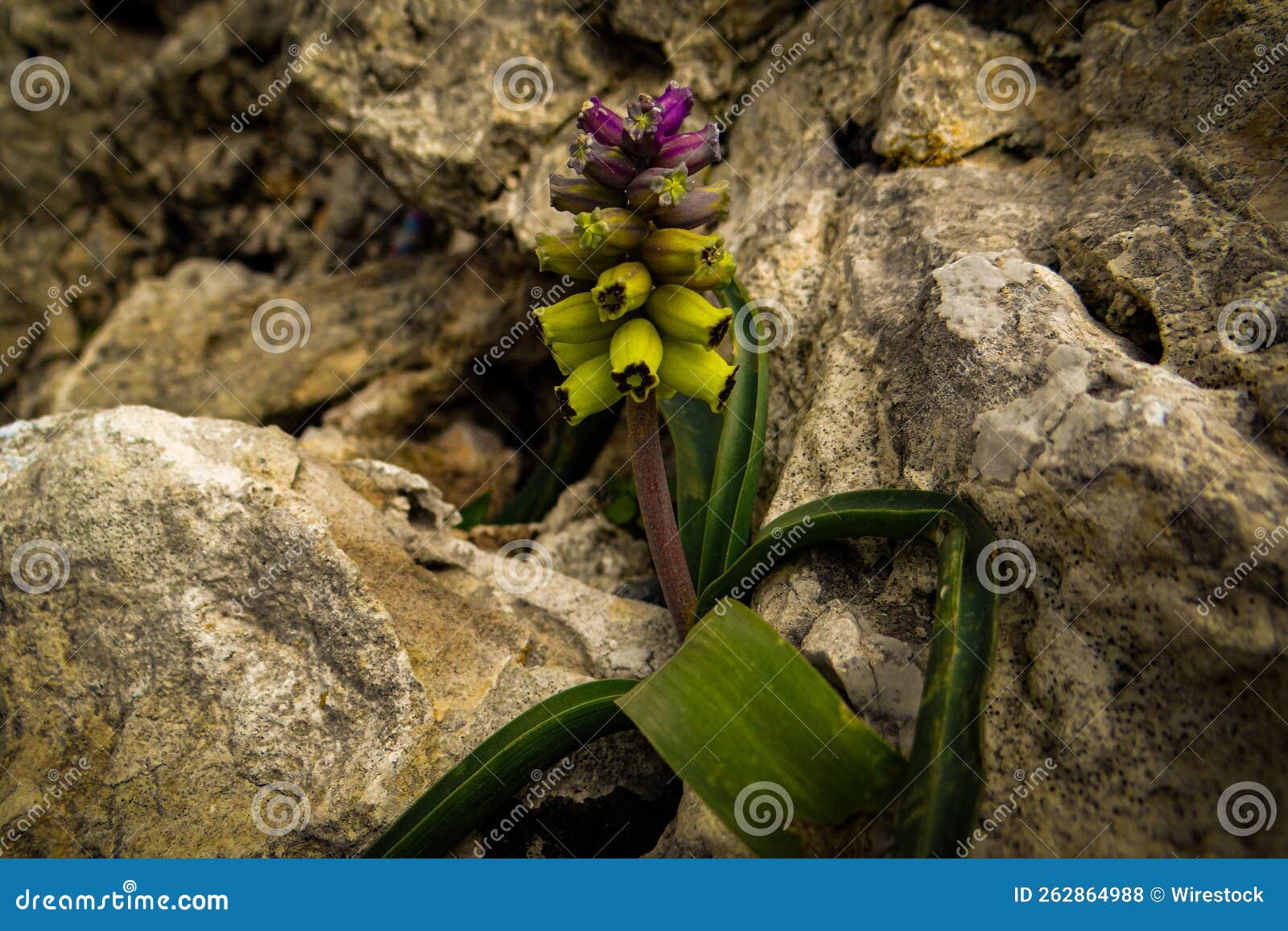 Closeup of a Yellow Grape Hyacinth, Muscari Macrocarpum Plant Grown ... Closeup of a Yellow Grape Hyacinth, Muscari Macrocarpum Plant Grown ...