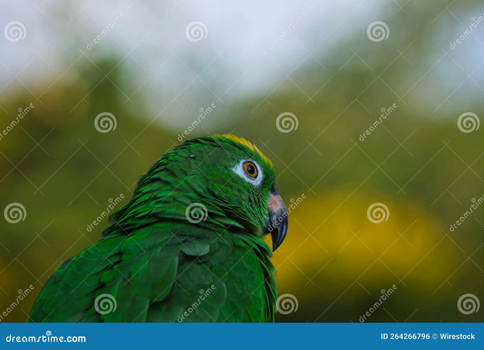 Closeup of a Yellow-headed, Panama Amazon Parrot on Blurry Green ...