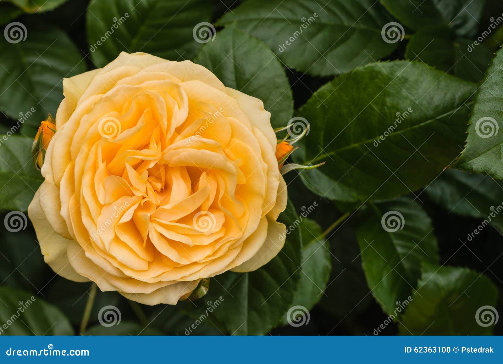 Closeup of Yellow Hybrid Tea Rose Stock Photo - Image of yellow, orange ...