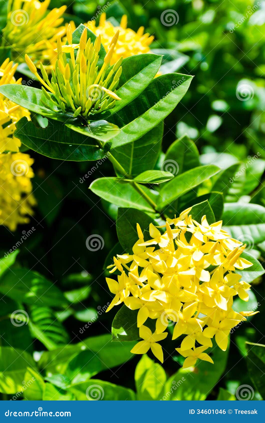 Closeup Yellow Ixora Flower Stock Photo - Image of ixora, pollen: 34601046