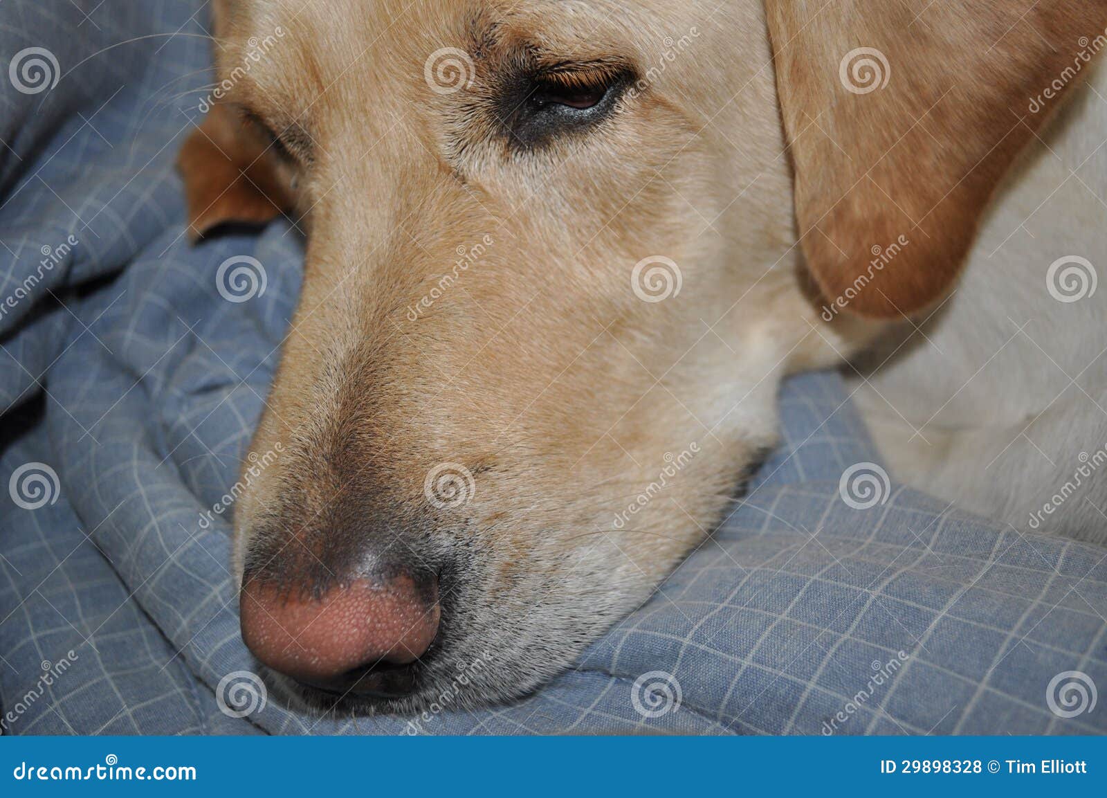 Face of a Labdrador Retriever Stock Photo - Image of retriever, canine ...