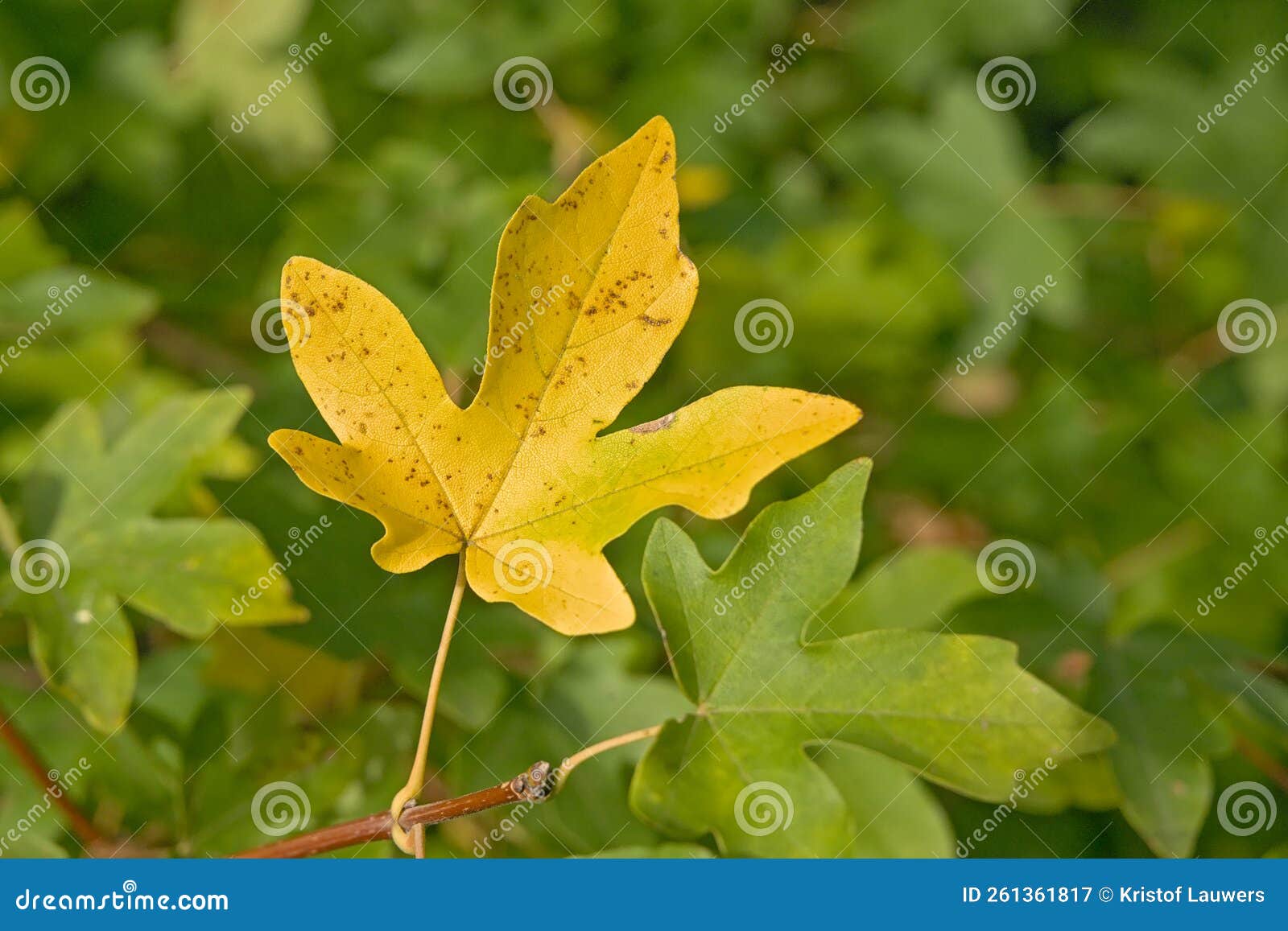 Yellow Field Maple Leaf in Autumn - Acer Stock Image - Image of acer ...