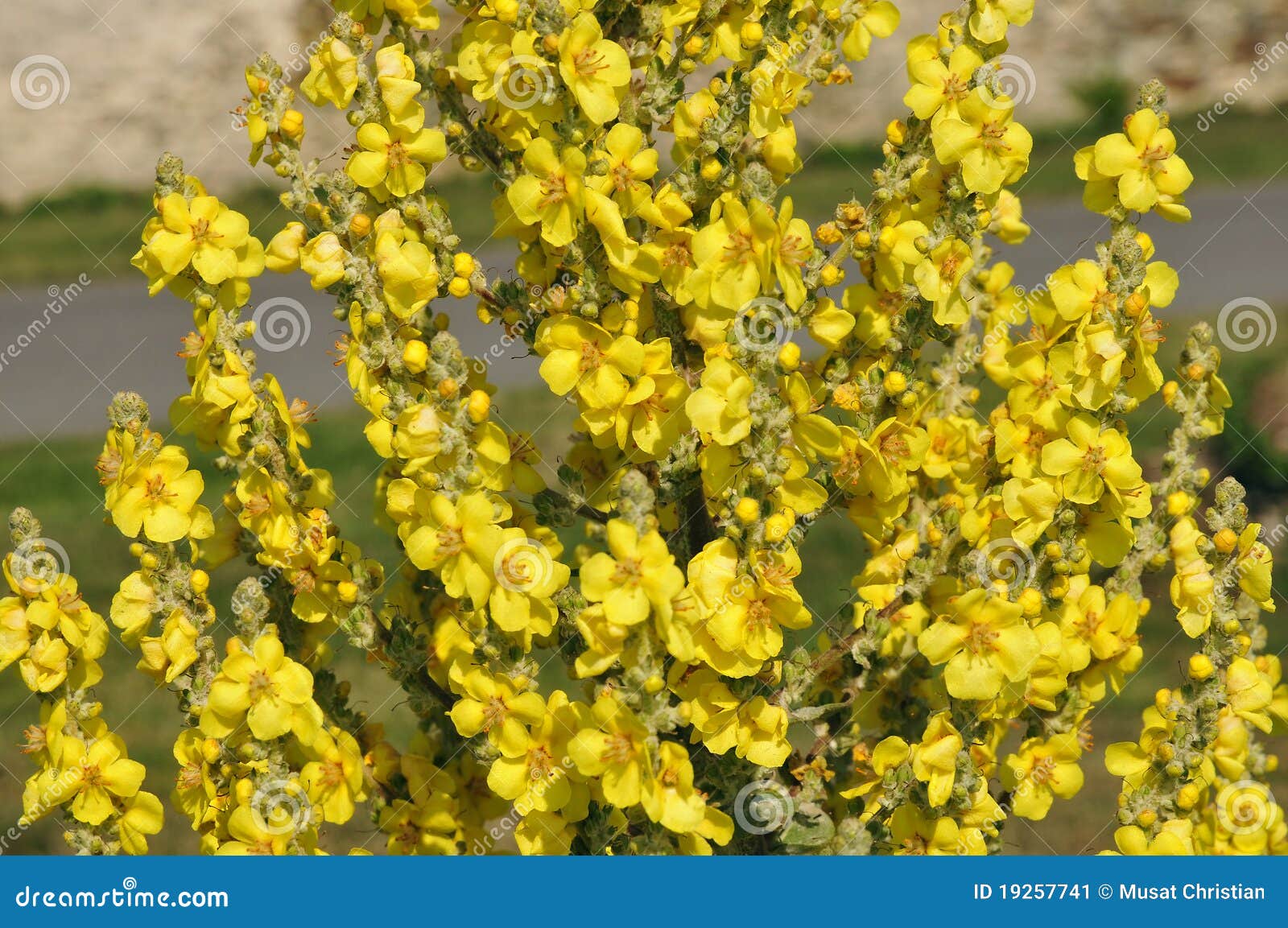 Closeup Yellow Mullein Flower Stock Image - Image of stamen, brittany ...