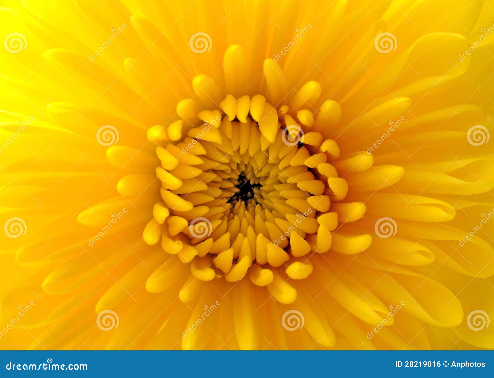 Closeup of yellow mum stock photo. Image of botanic, flowers - 28219016