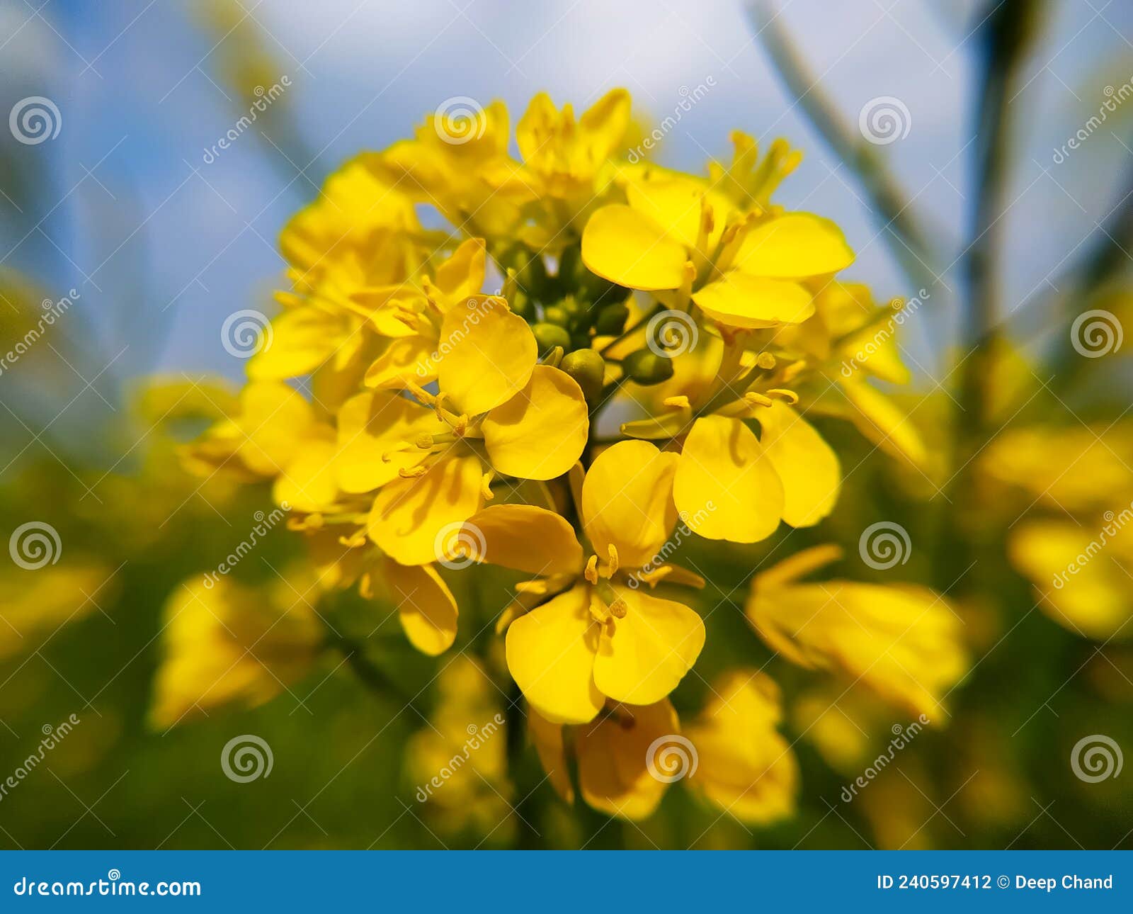 Closeup of Yellow Mustard Flowers Stock Photo - Image of farm, blue ...
