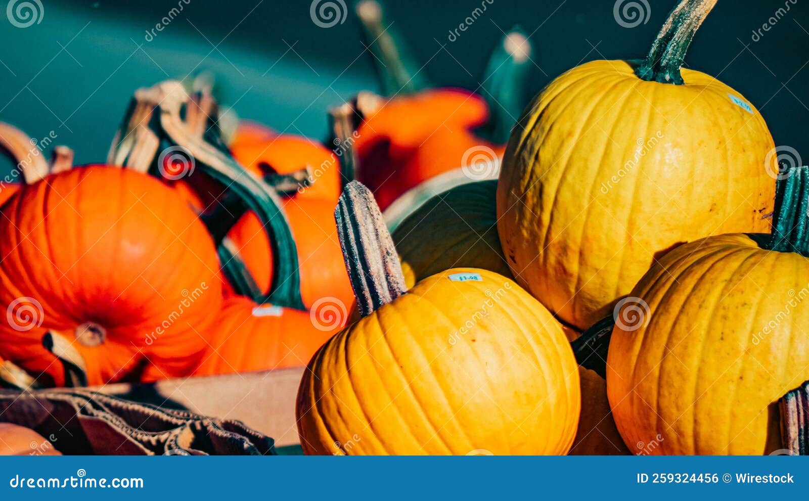 Closeup of Yellow and Orange Pumpkins on a Stack in Sunlight Stock ...