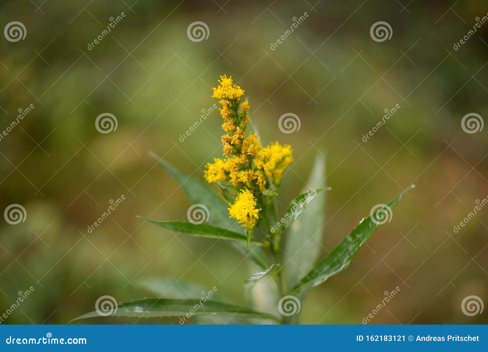 Closeup of Yellow Plant in Forest Stock Image - Image of colors, leaf ...