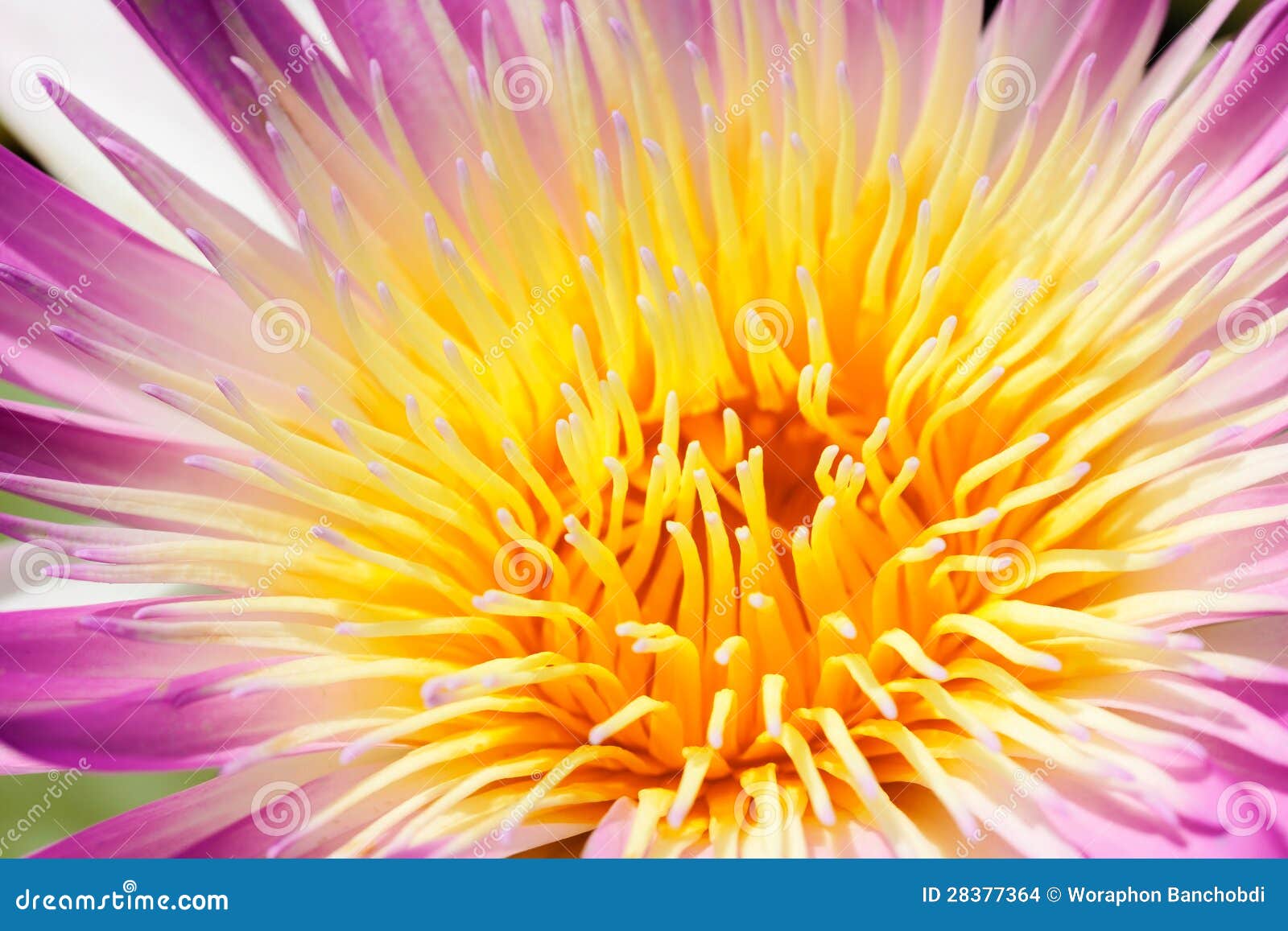 Closeup Yellow Pollen of Lotus Stock Photo - Image of close, botany ...