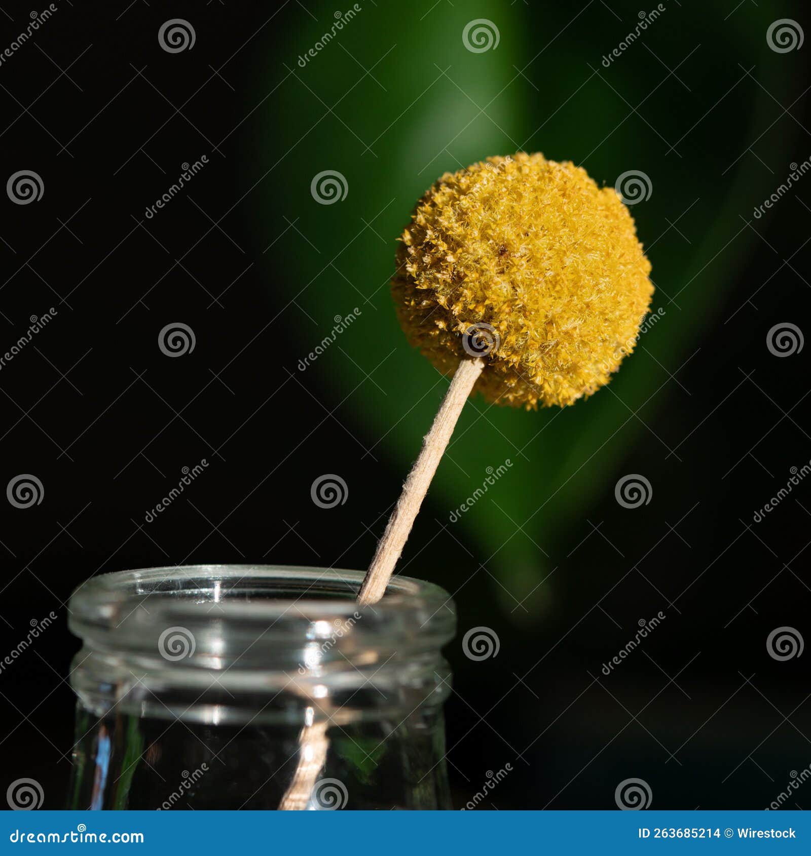 Closeup of a Yellow Pycnosorus - Billy Buttons - Drumsticks Stock Photo ...