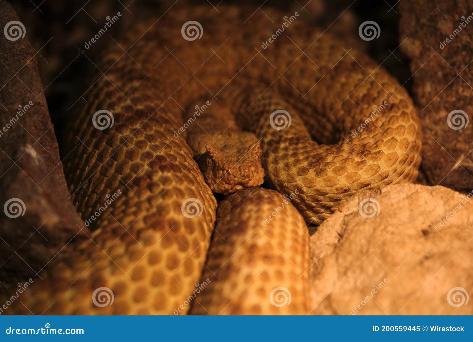 Closeup of a Yellow Rattlesnake Stock Image - Image of skin, animal ...