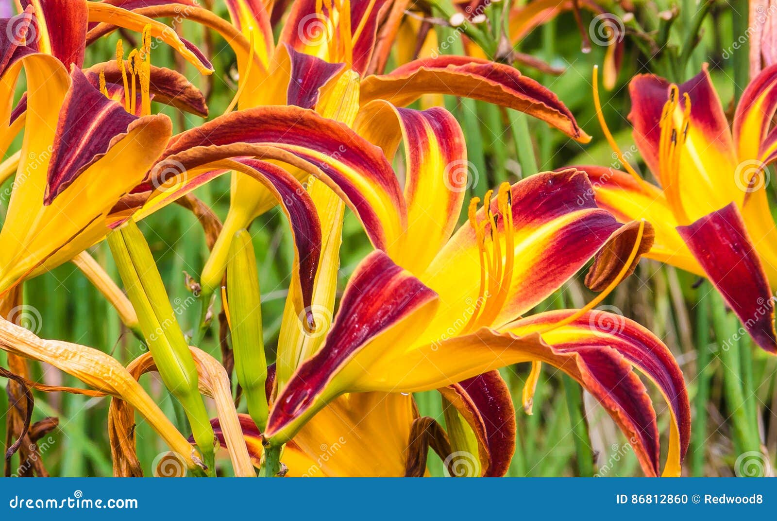 Tiger Lilies In Garden. Lilium Lancifolium (syn. L. Tigrinum) Is One Of ...