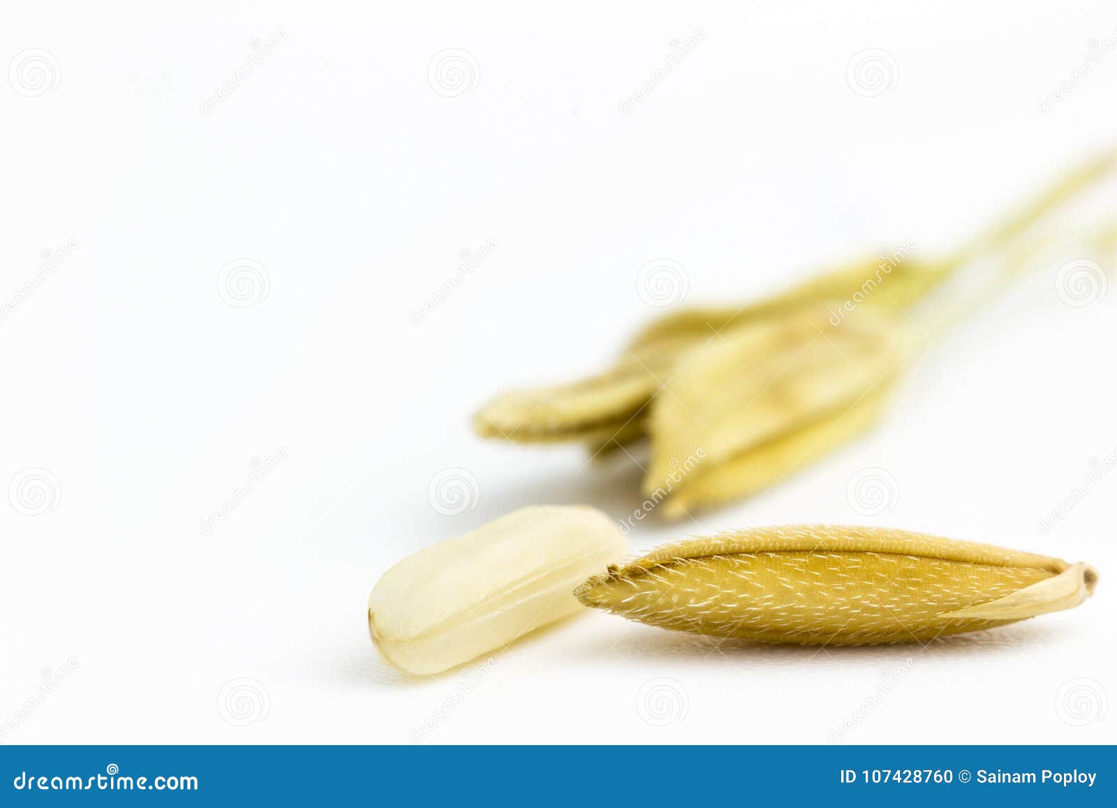 Closeup yellow rice seed. stock photo. Image of background - 107428760