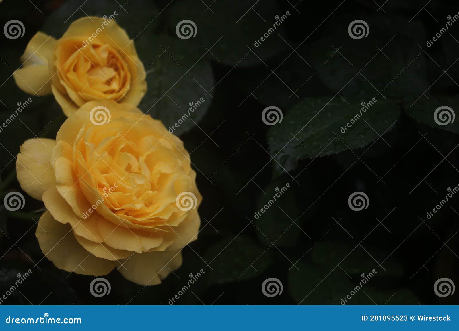 Closeup of a Yellow Rose Growing in the Garden Stock Image - Image of ...