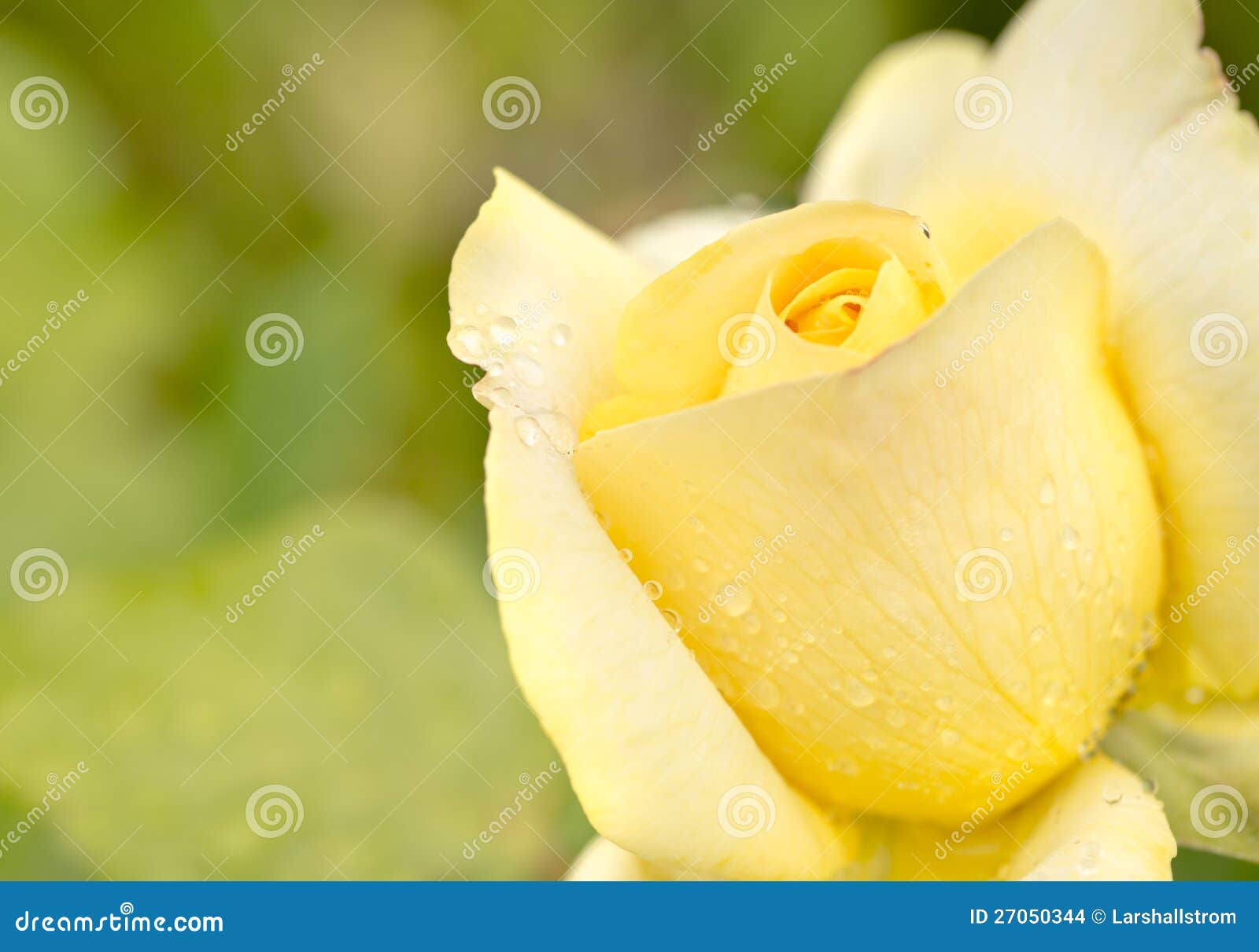 Closeup of Yellow Rose with Rain Drops in Garden Stock Photo - Image of ...